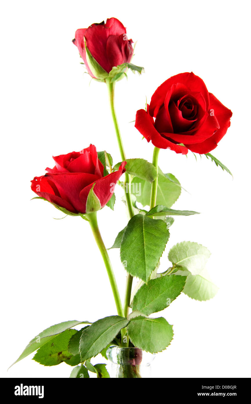 Three red roses in vase, isolated on white background Stock Photo - Alamy