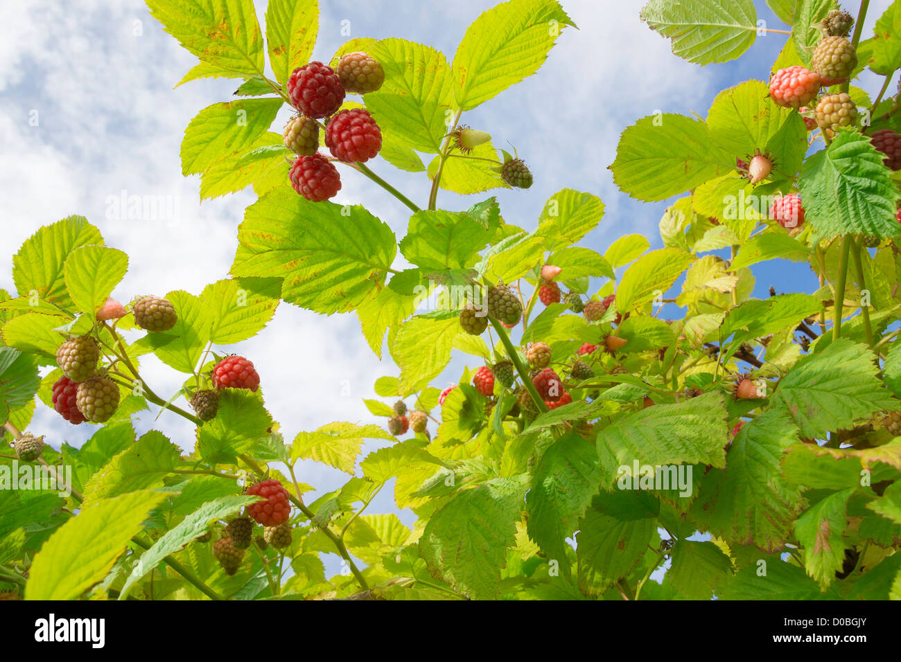 Ripe raspberries at a fruit farm ready for picking Stock Photo - Alamy