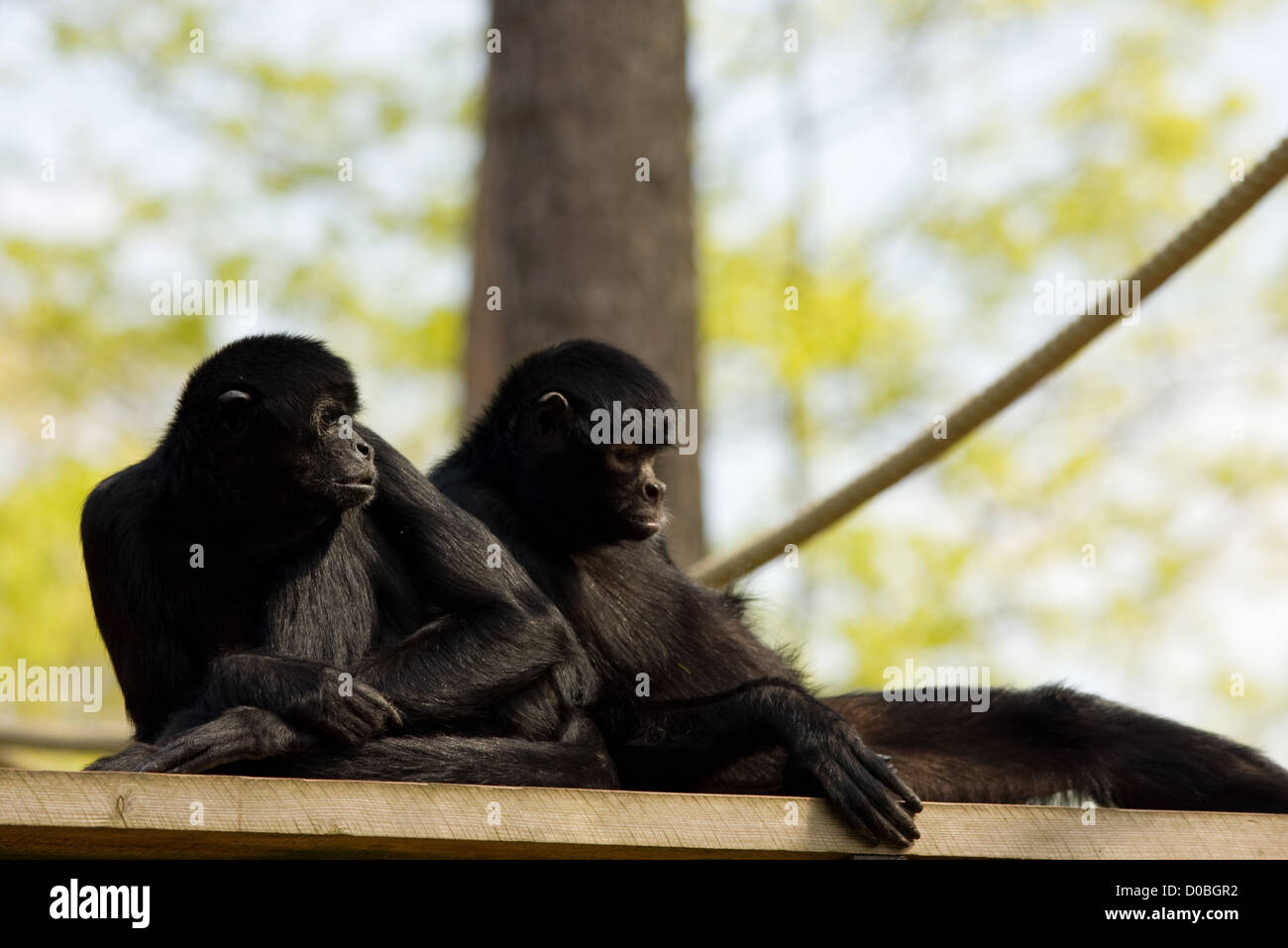 Two lazy monkey's Stock Photo - Alamy