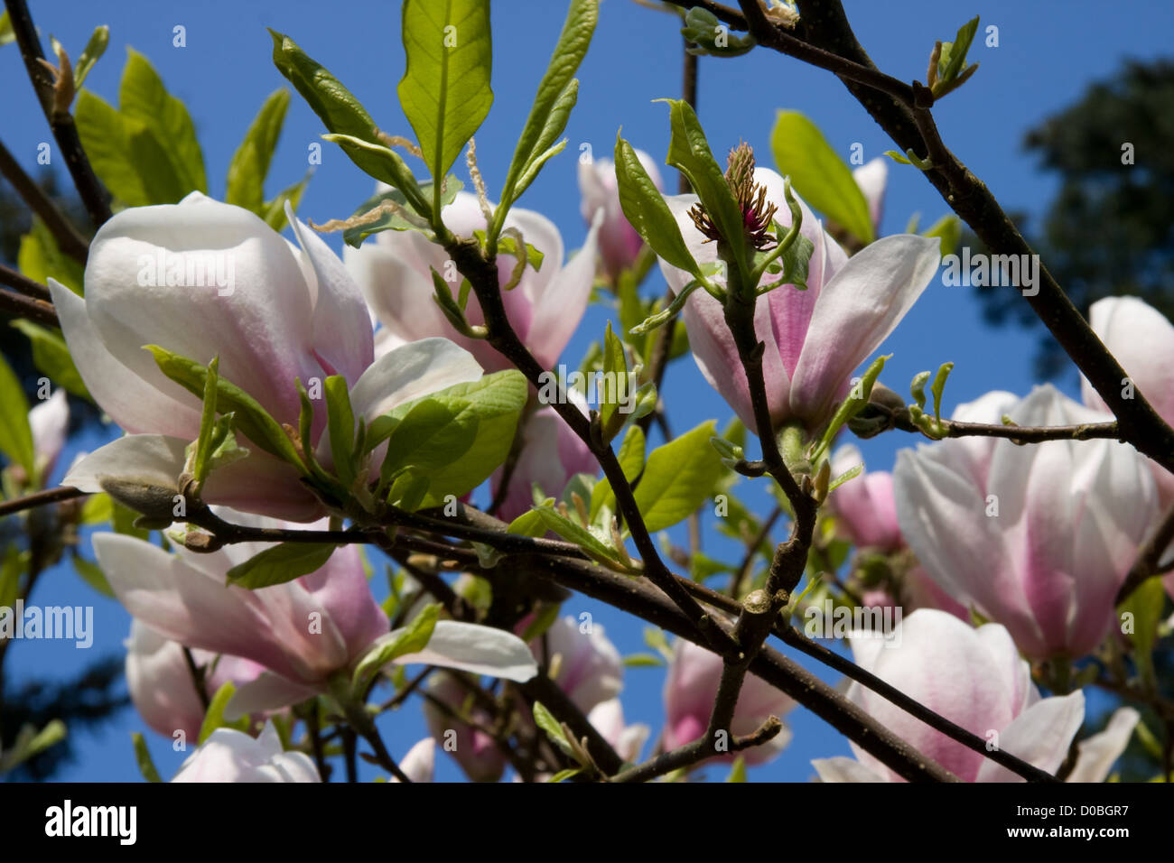 Magnolia in bloom Stock Photo - Alamy
