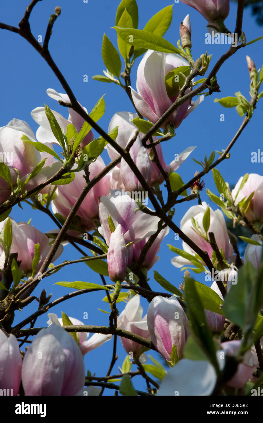 Lilac and magnolia trees hi-res stock photography and images - Alamy