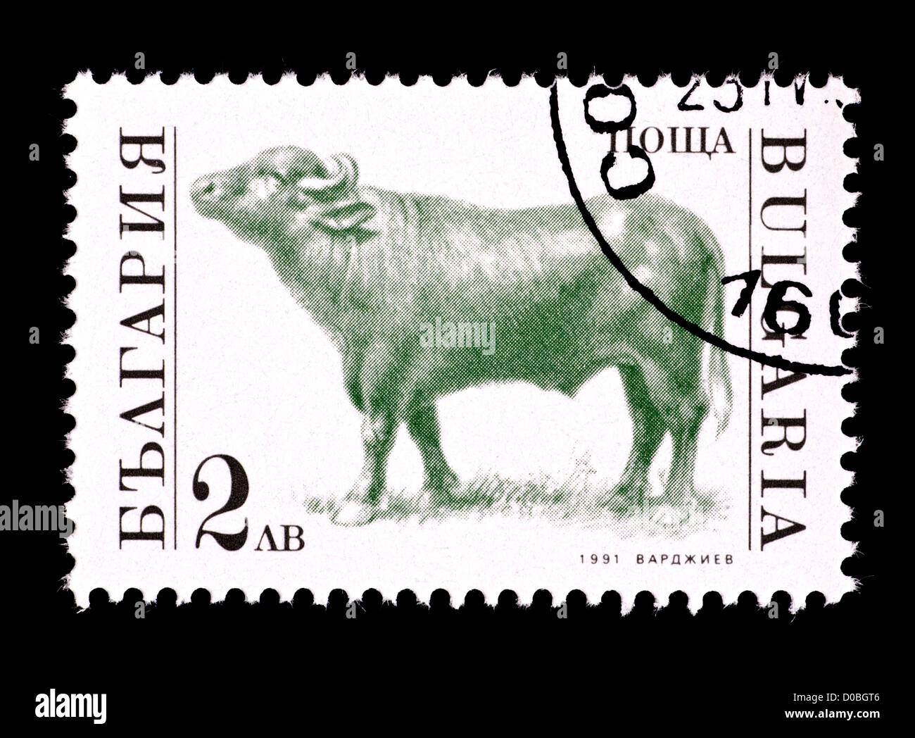 Postage stamp from Bulgaria depicting an ox Stock Photo - Alamy