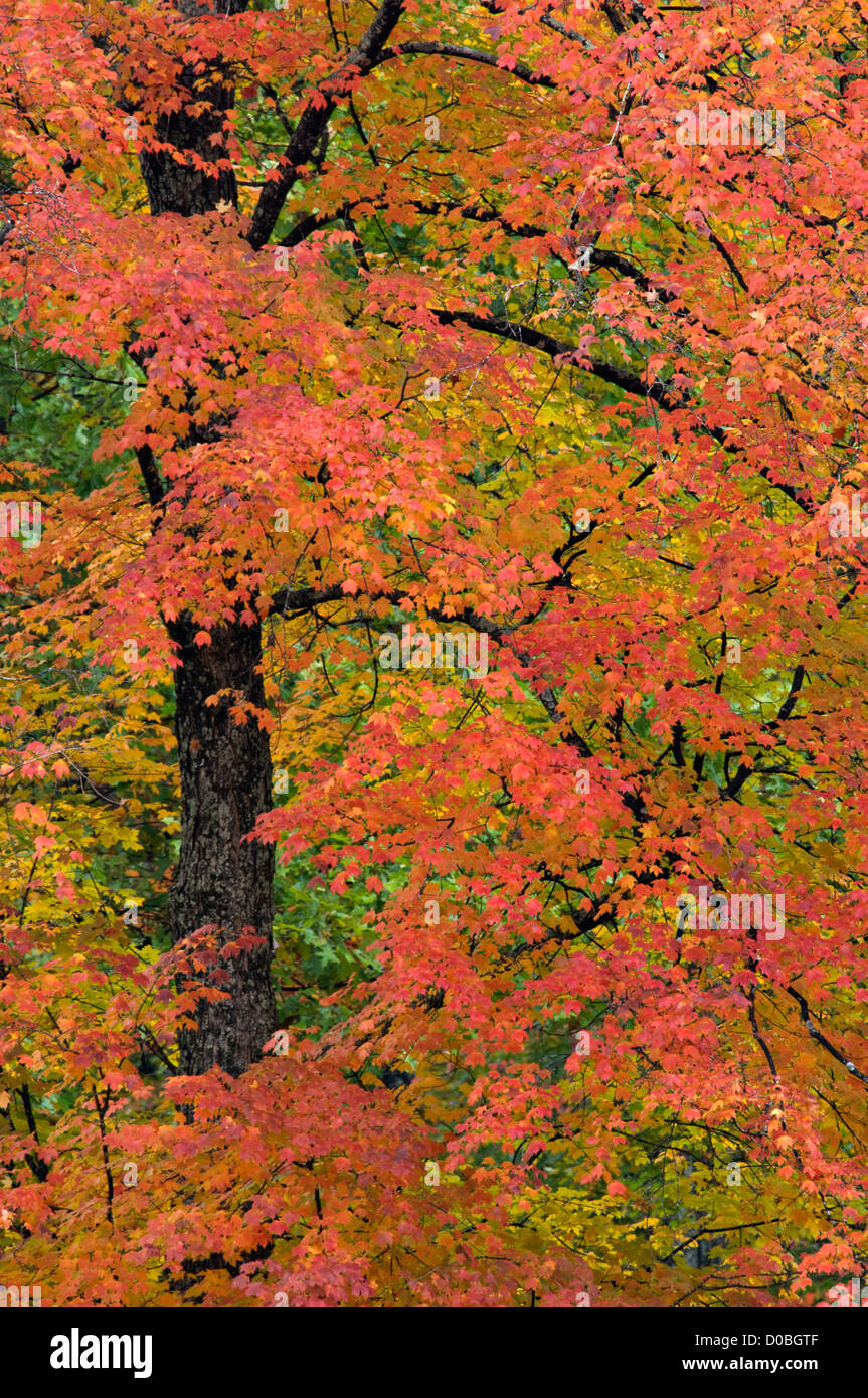 Autumn Color of Maple Leaves and Branches Bullitt County, Kentucky ...