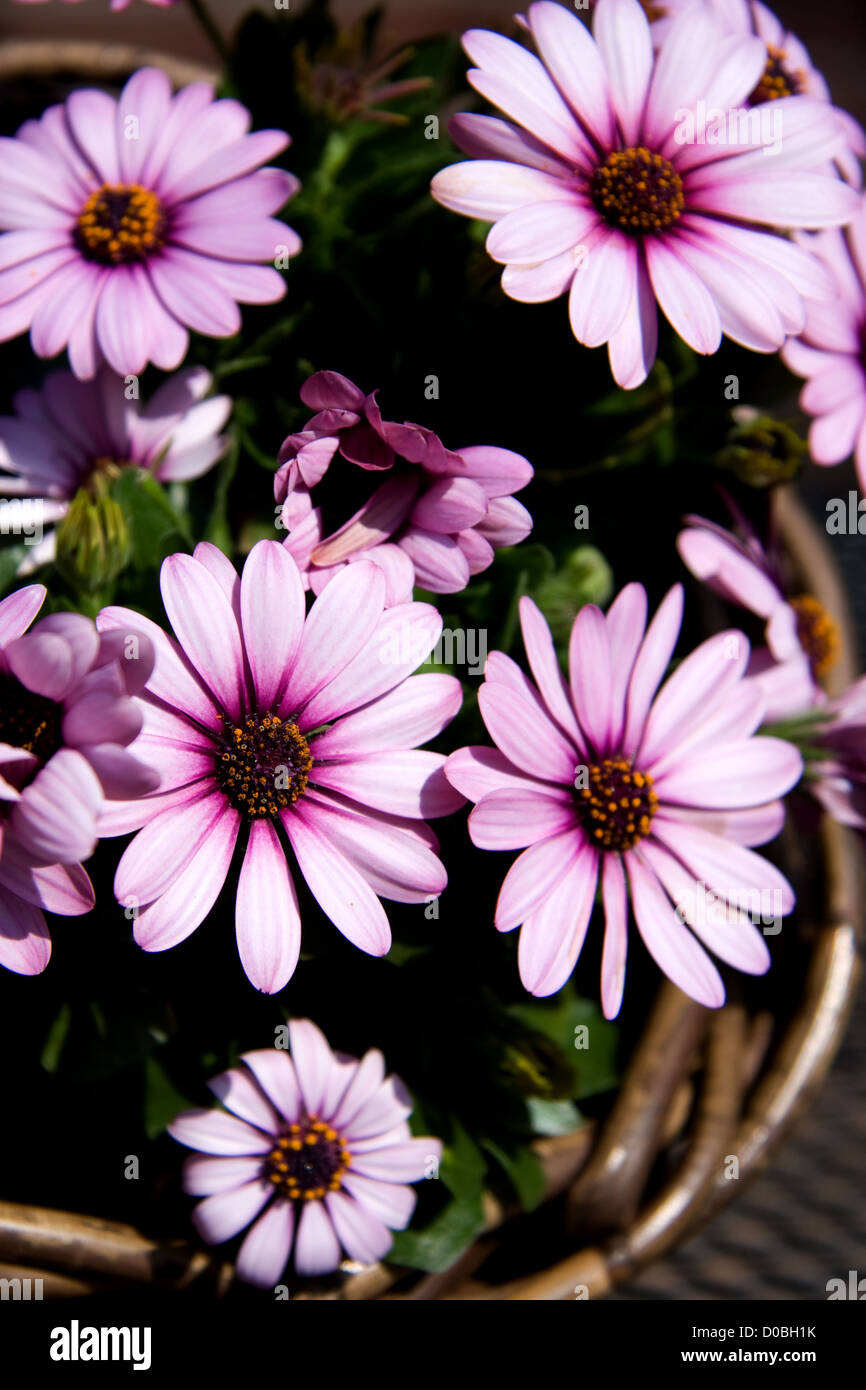 pink daisy in sunshine Stock Photo - Alamy
