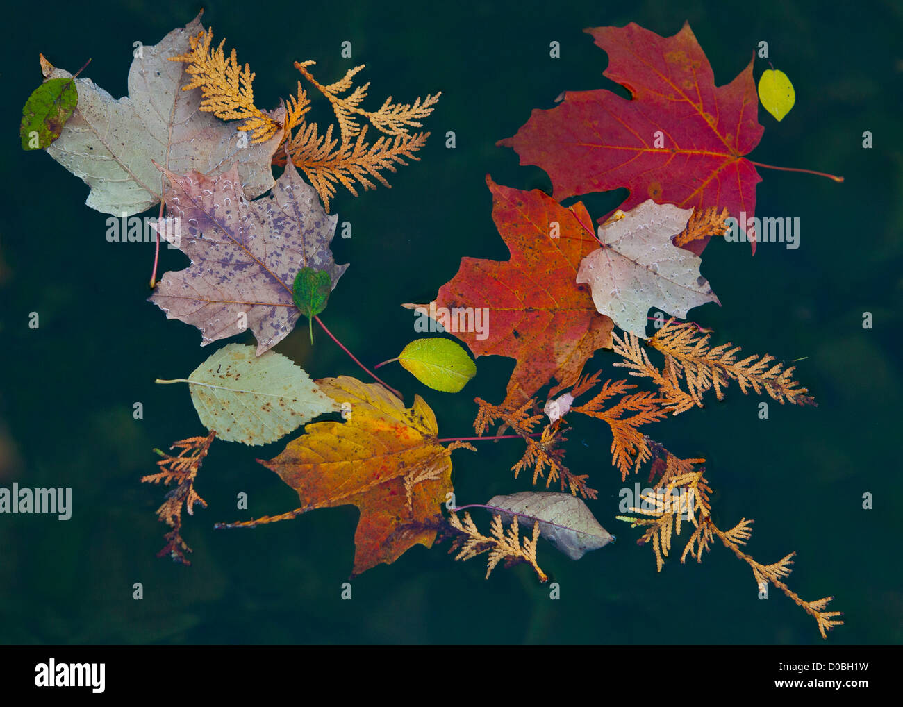 Autumn color,l eaves against dark background Stock Photo - Alamy