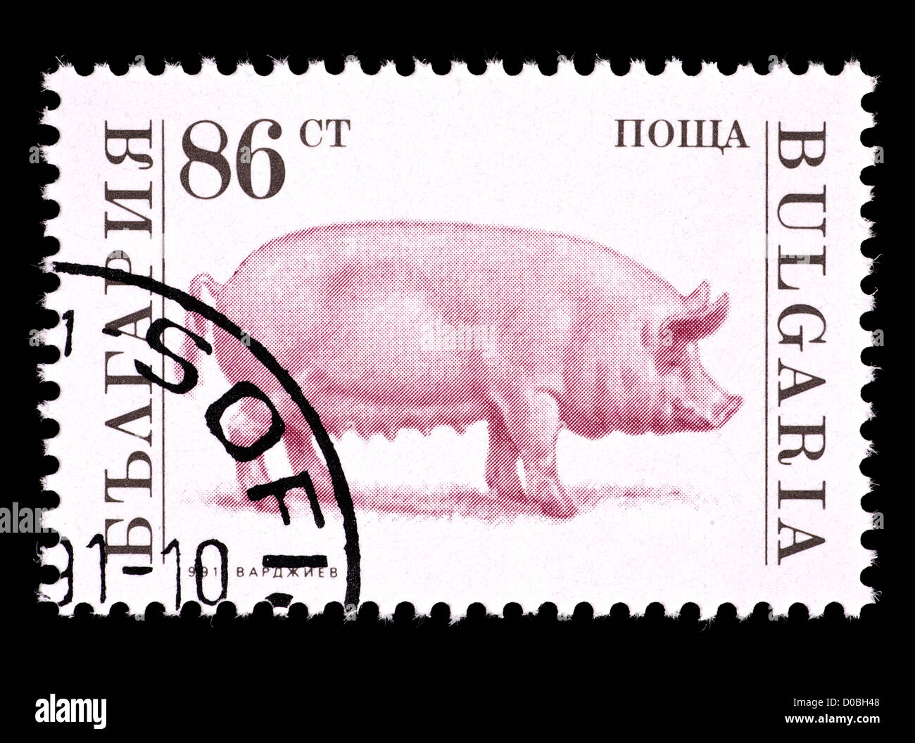 Postage stamp from Bulgaria depicting a domesticated farm animal (pig ...