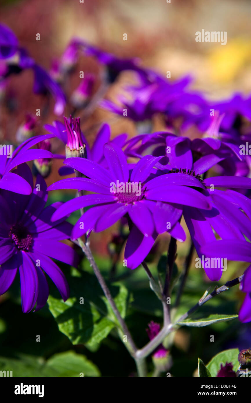 Purple butterfly plant in sunshine Stock Photo - Alamy