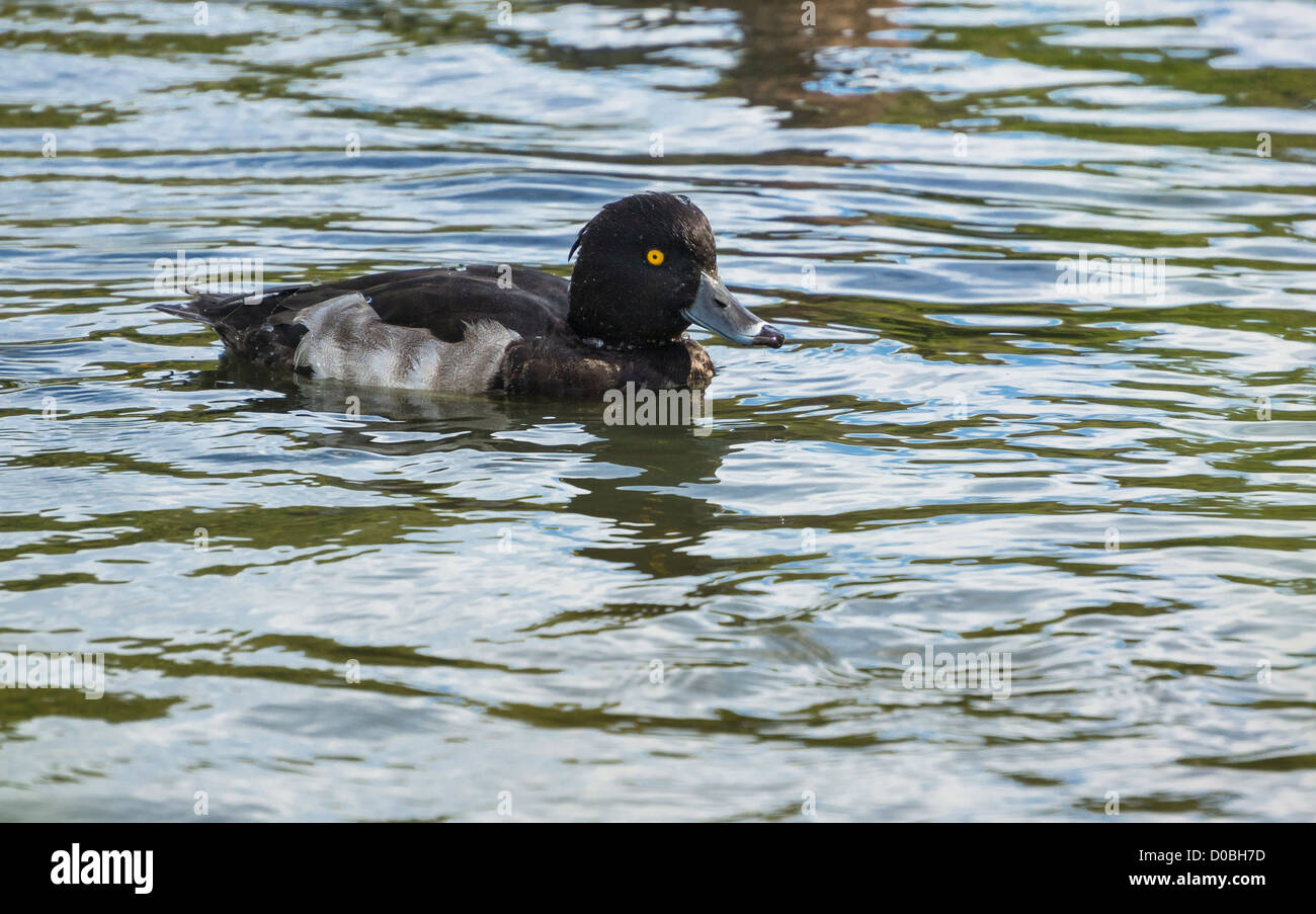 The bright yellow eye of the Scaup Duck on an inland lake in the UK ...