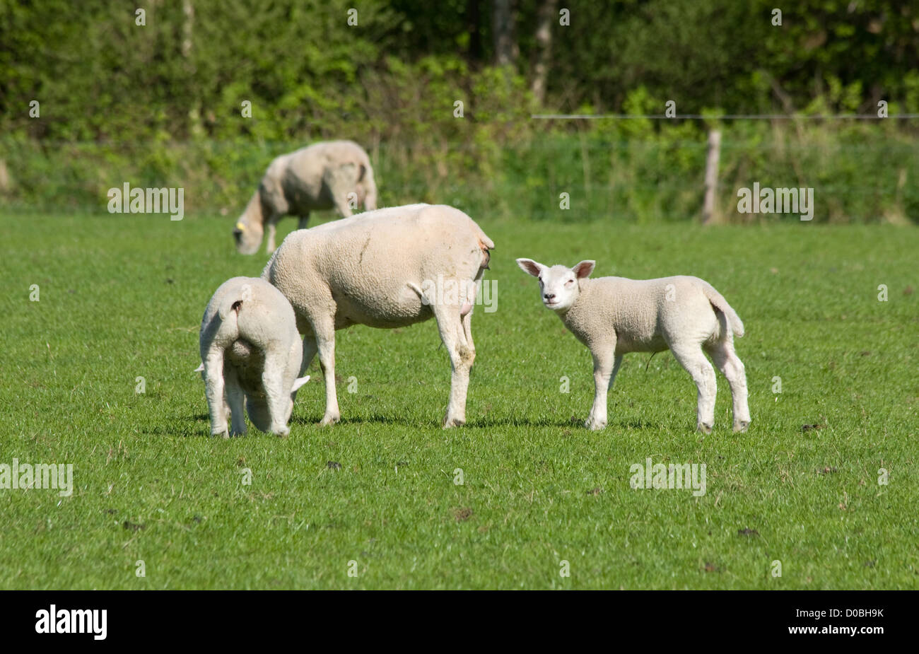 Mom sheep with baby lamb hi-res stock photography and images - Alamy