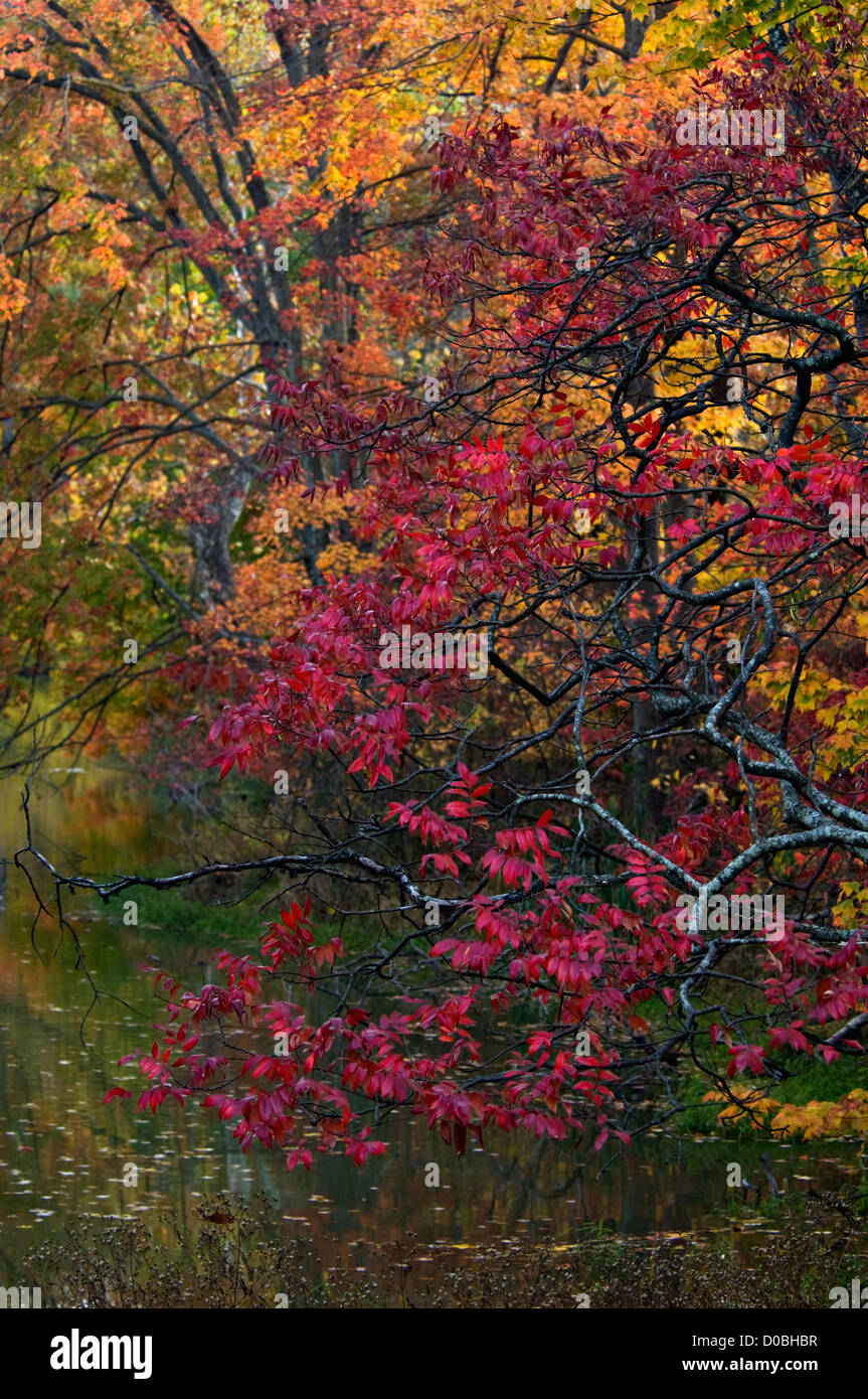 Overhanging autumn tree hi-res stock photography and images - Alamy