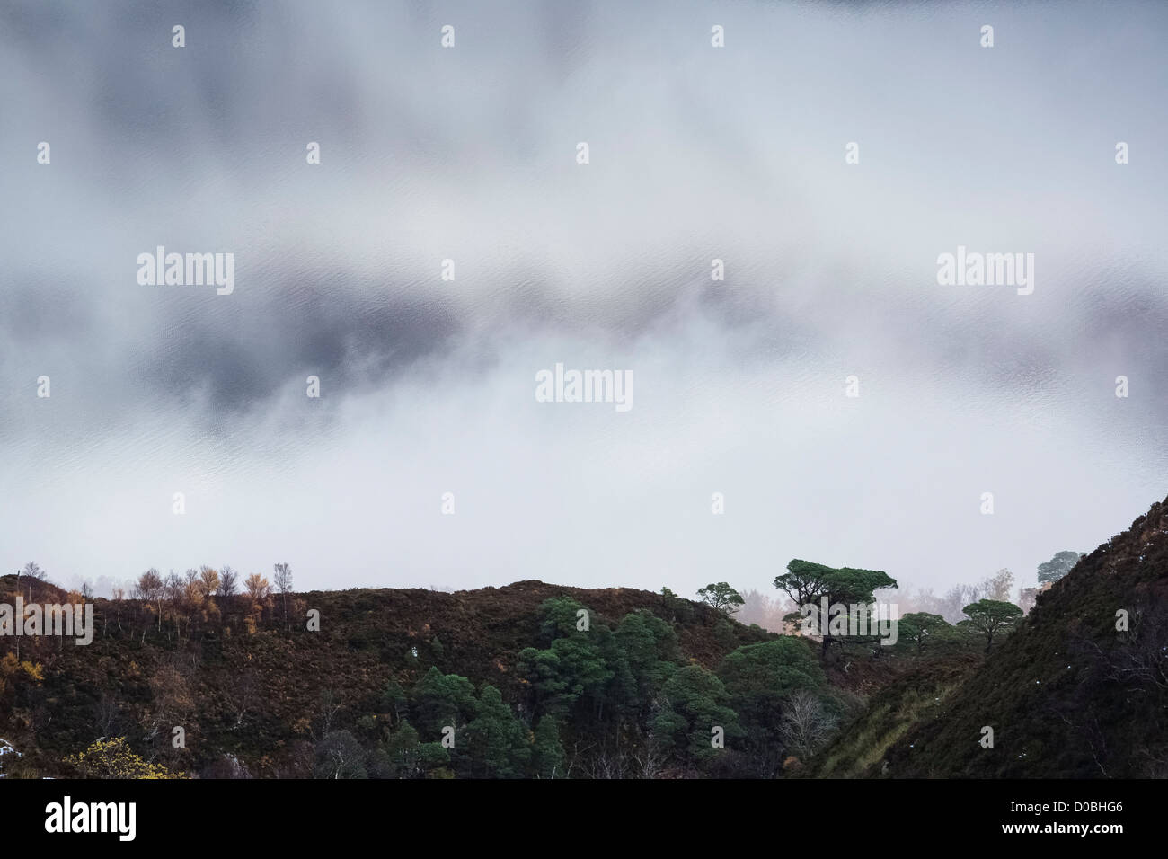 Scottish pine tree hi-res stock photography and images - Alamy