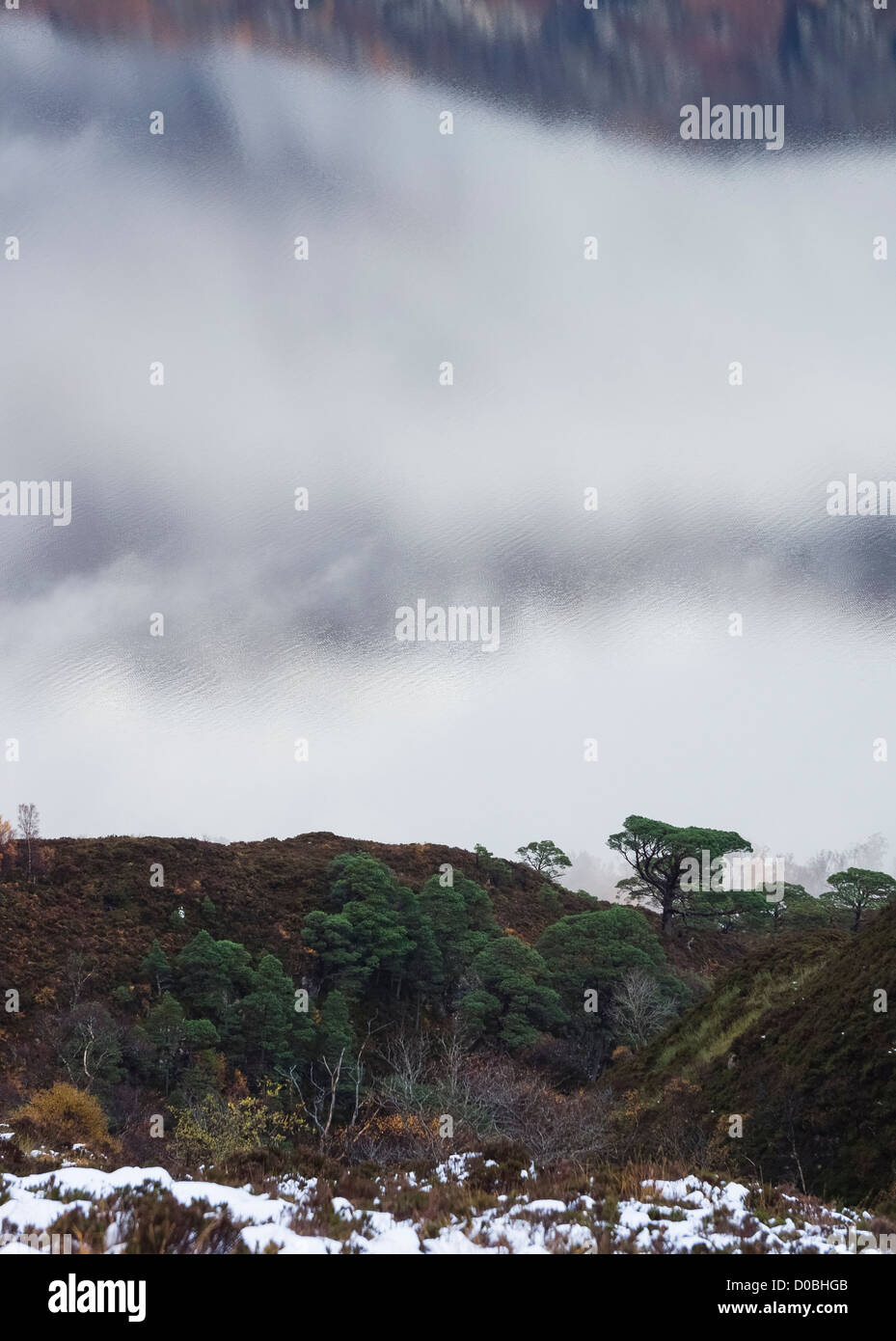 Scottish pine tree hi-res stock photography and images - Alamy