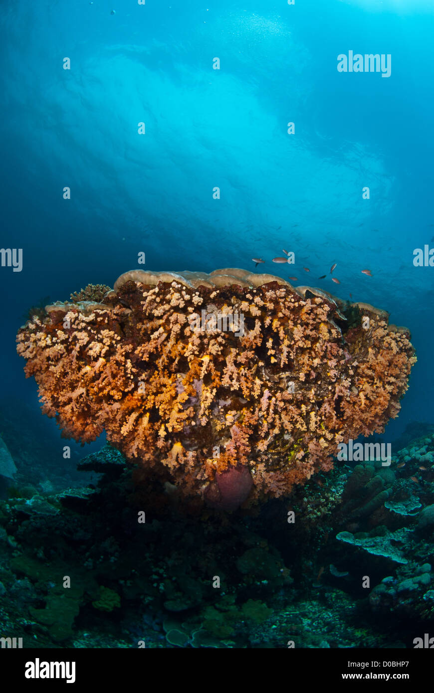 A beautiful coral head covered in colorful soft corals also blue water ...