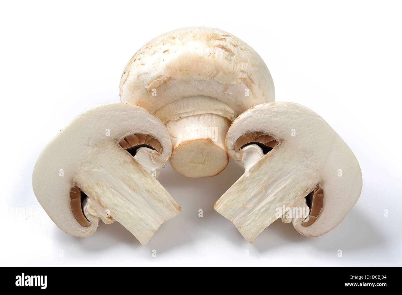 Safe mushrooms hi-res stock photography and images - Alamy
