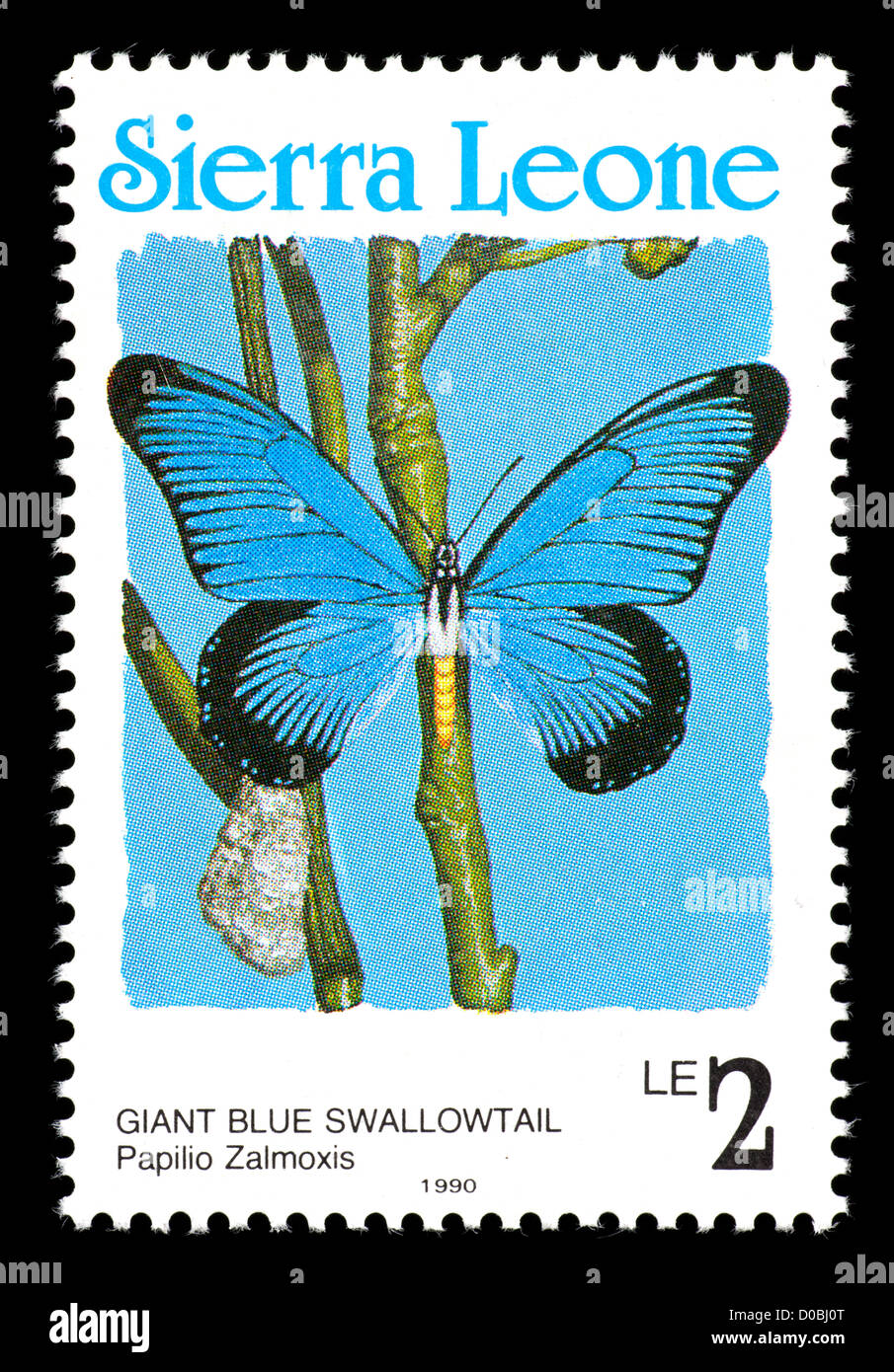 Postage stamp from Sierra Leone depicting a giant blue swallowtail ...