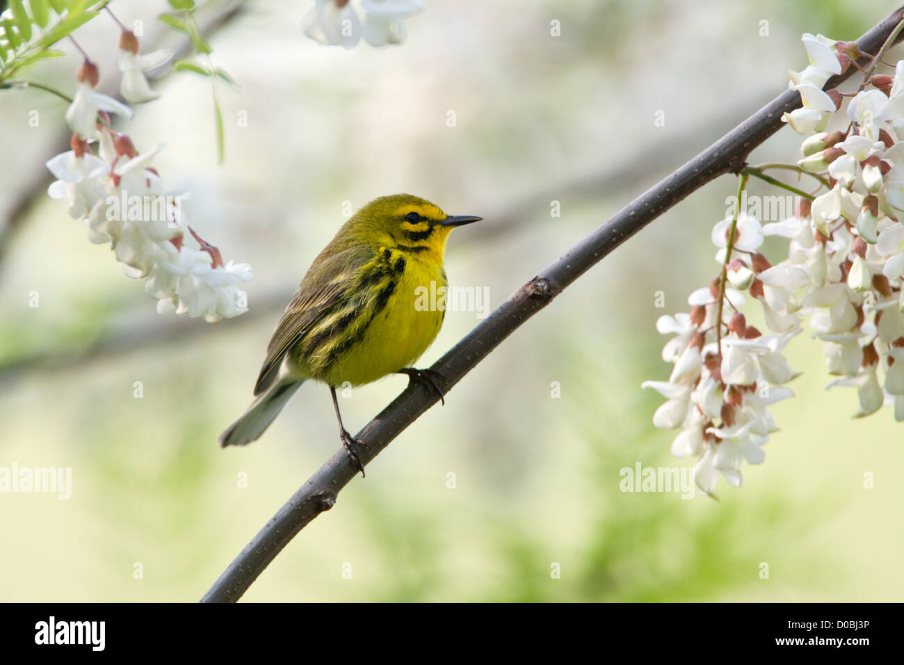 Prairie Warbler perching in Black Locust Flowers blossoms bloom bird ...