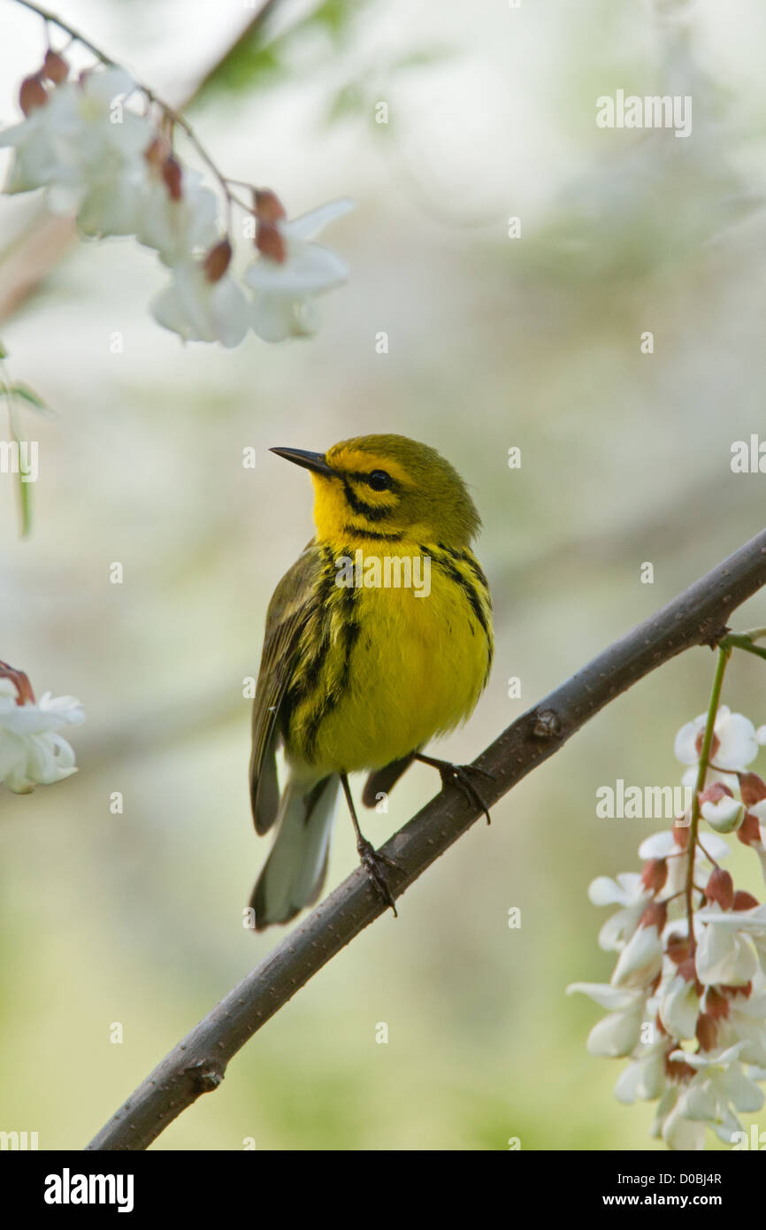 Prairie Warbler perching in Black Locust Flowers bloom bird birds ...