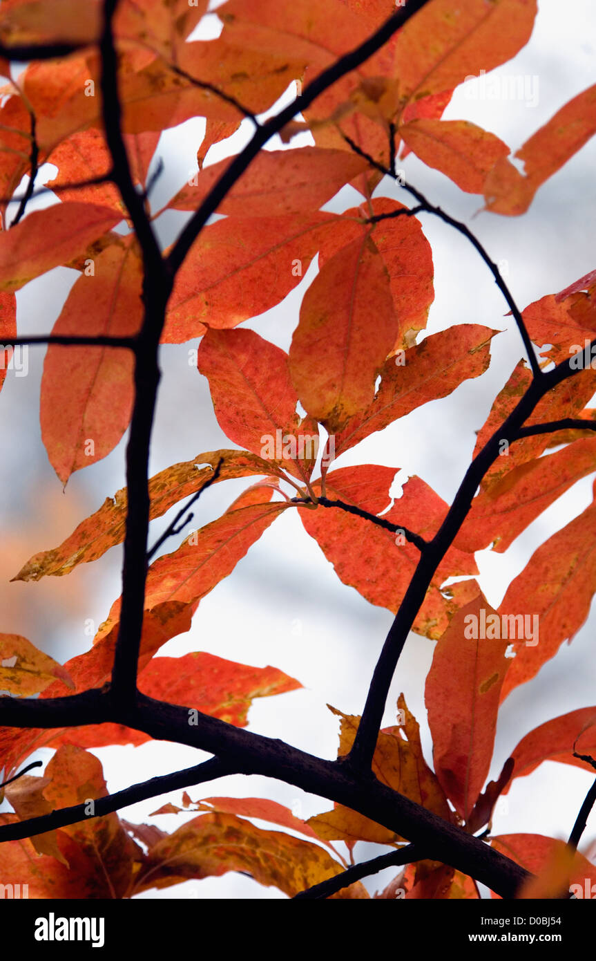 Dogwood leaves hi-res stock photography and images - Alamy