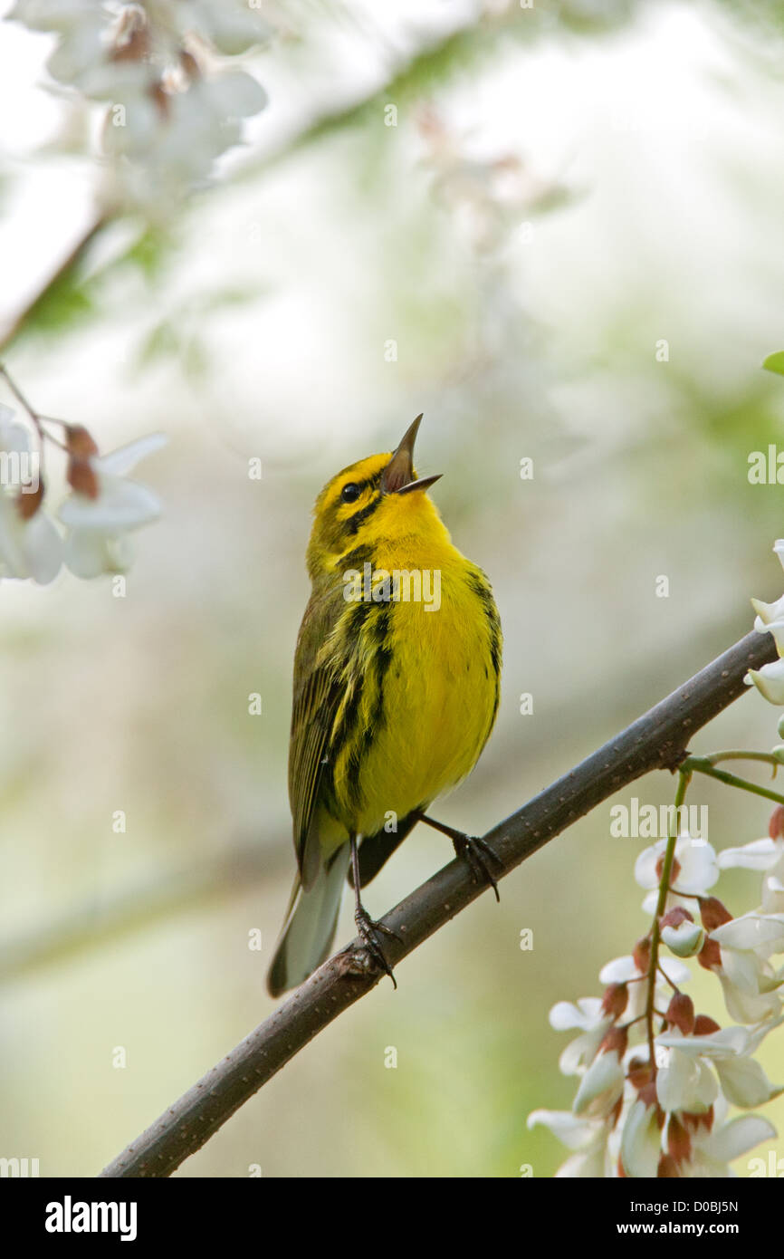 Prairie Warbler singing in Black Locust Flowers blooms bird birds ...