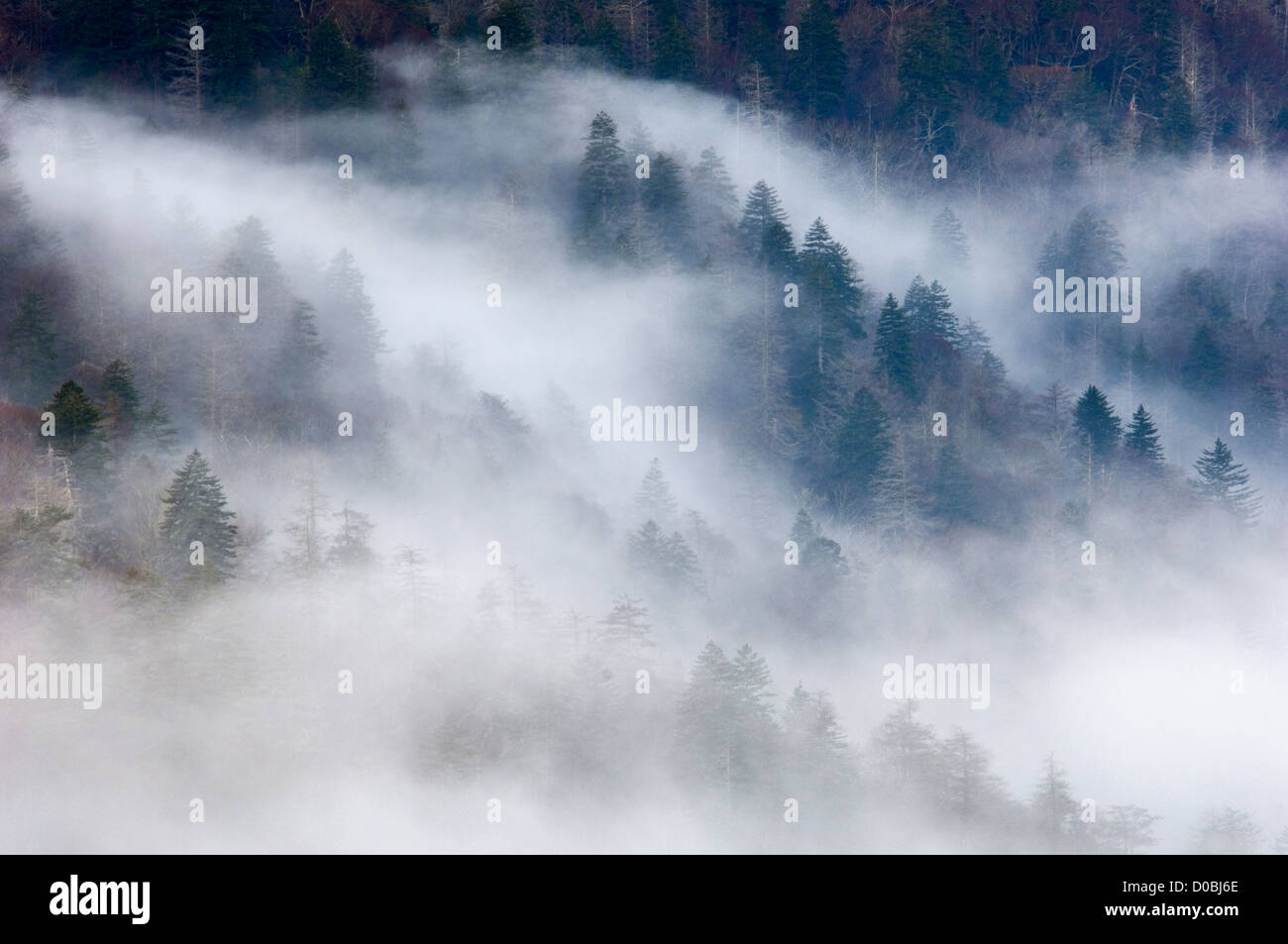 Swirling Mist on Mountainside in the Great Smoky Mountains National ...
