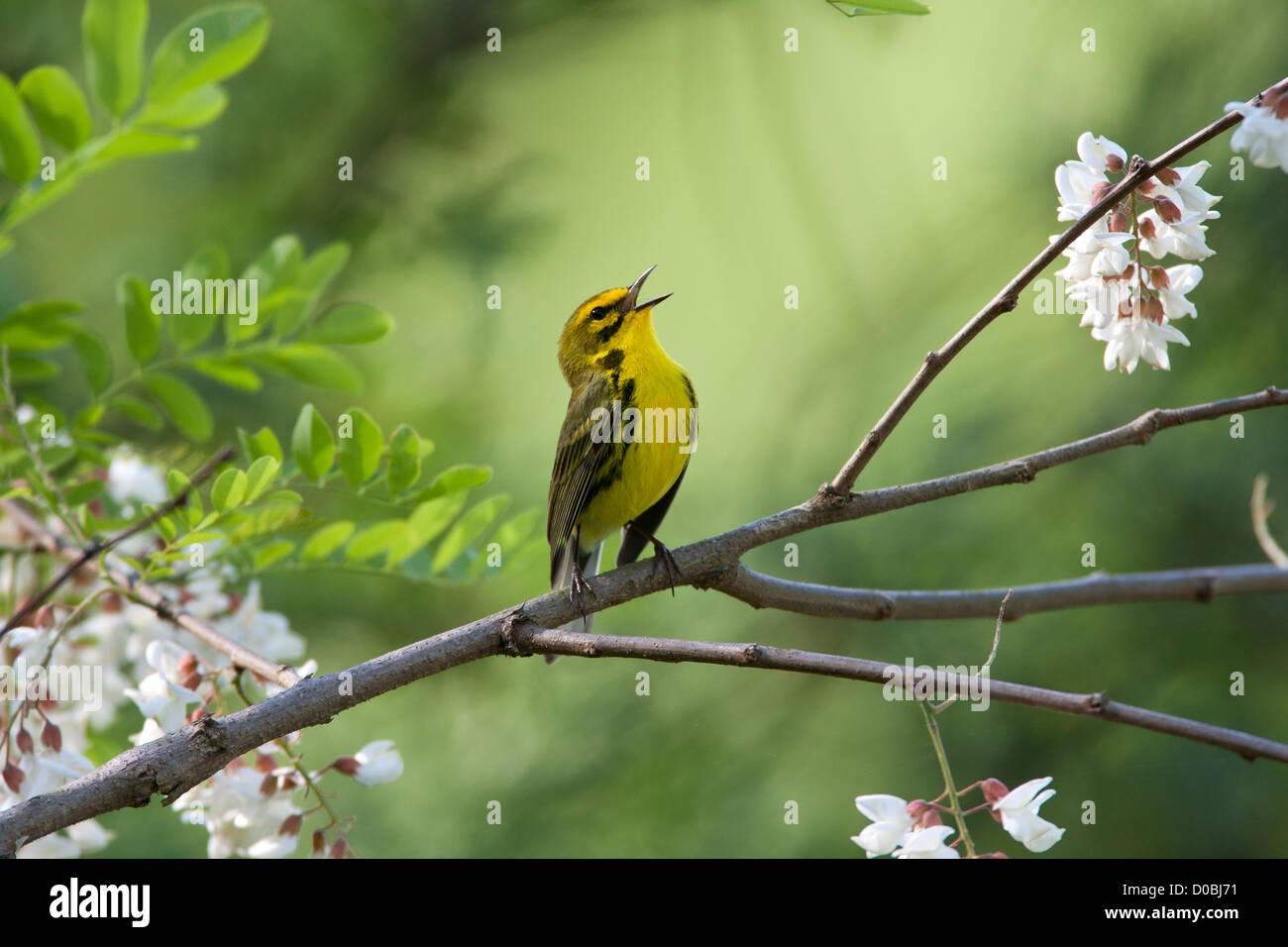 Prairie Warbler singing in Black Locust Flowers blossoms blooms bird ...