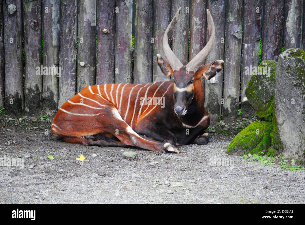 Bongo animal hi-res stock photography and images - Alamy