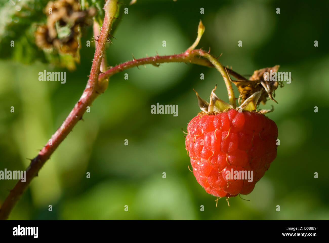 Ripe raspberry in a garden in Oregon's Wallowa Valley Stock Photo - Alamy