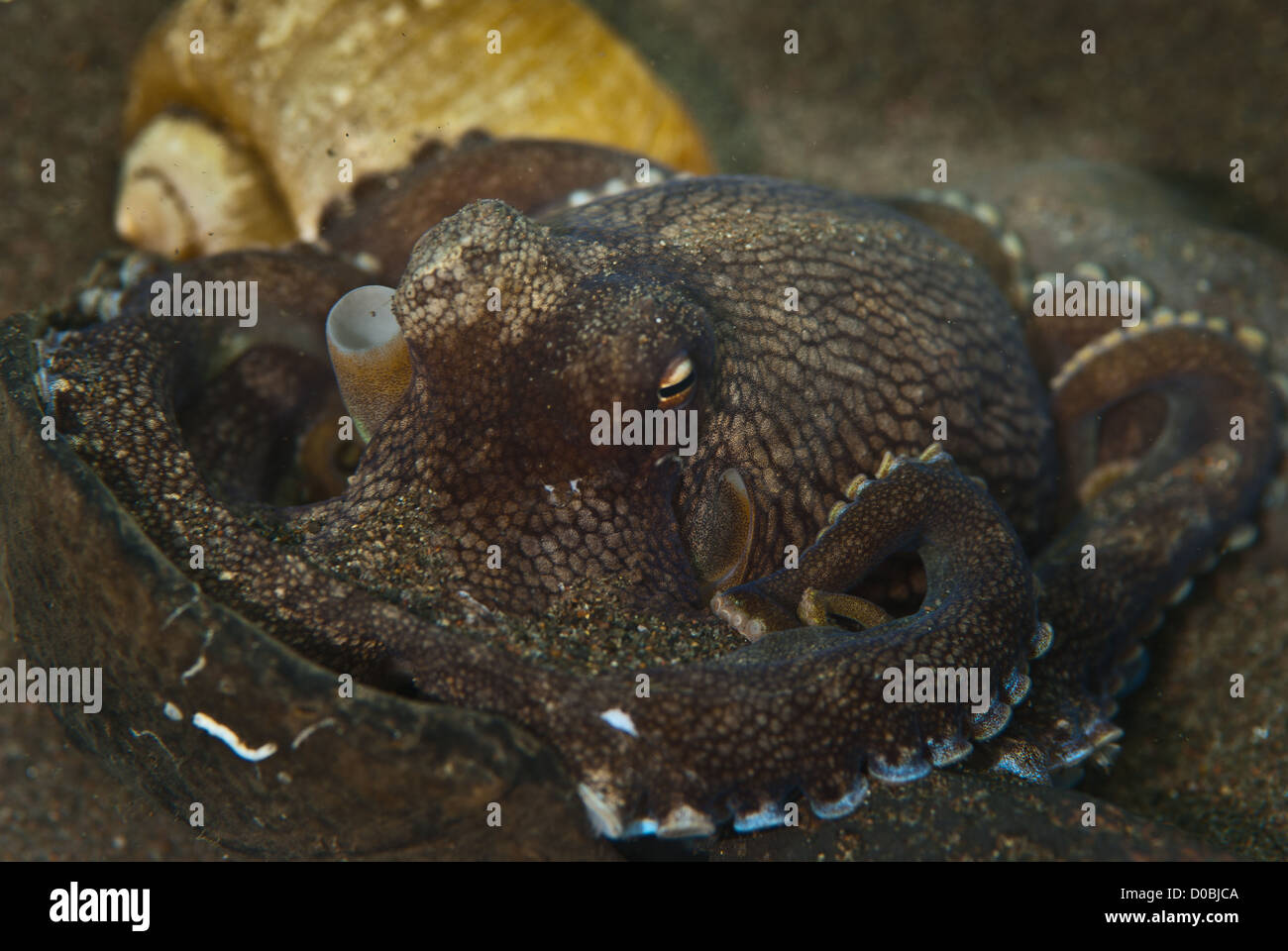 Octopus in a coconut shell hi-res stock photography and images - Alamy