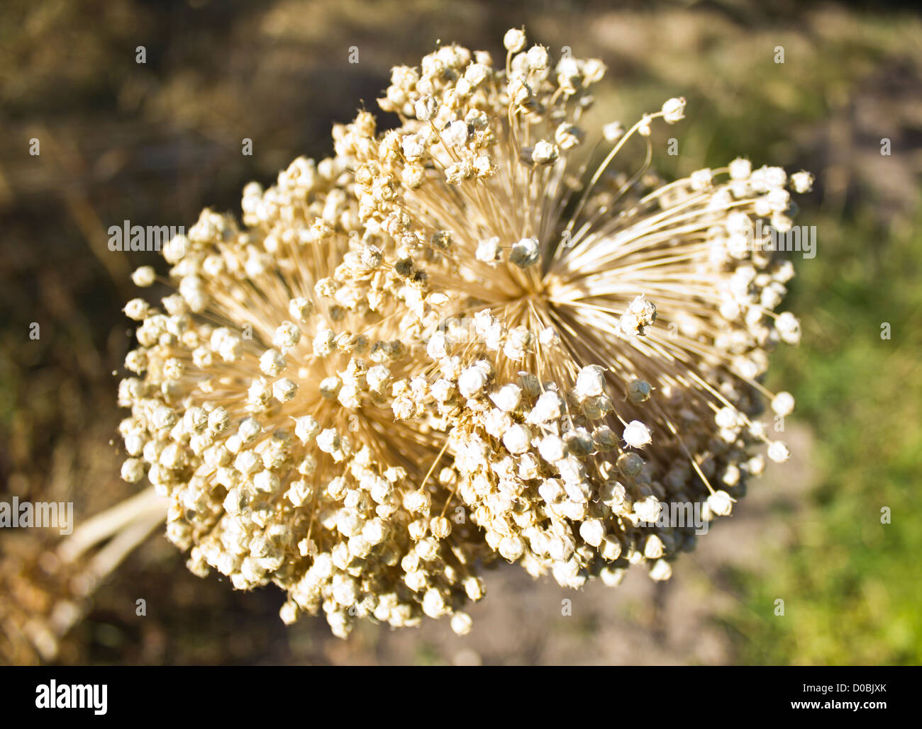 Raceme hi-res stock photography and images - Alamy
