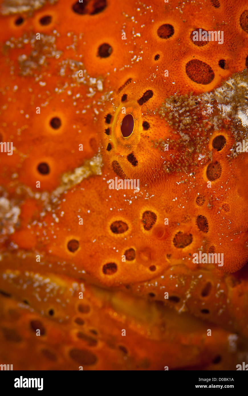 Orange fish under sea close up hi-res stock photography and images - Alamy