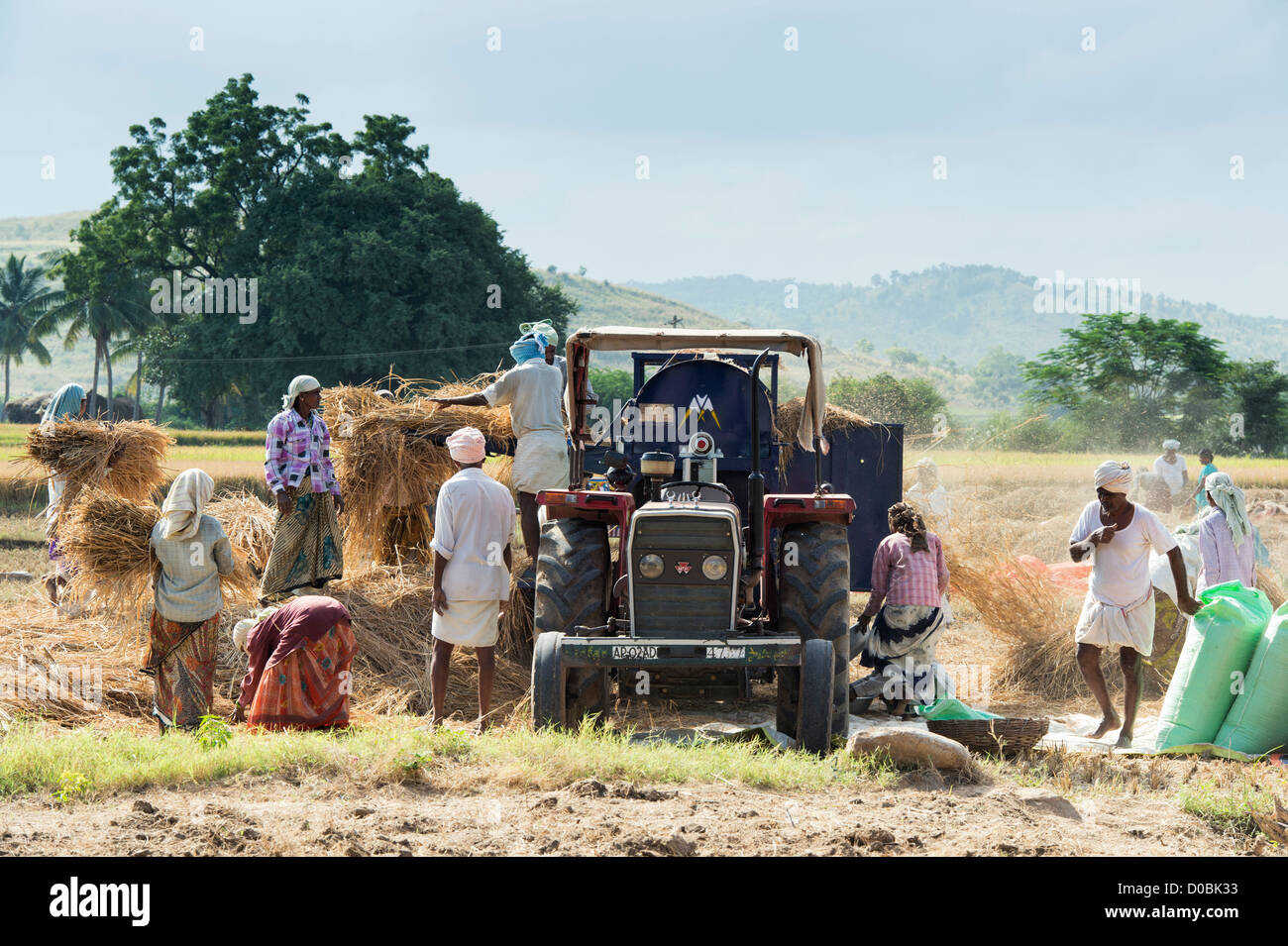 Indian farm workers harvesting the rice crop. Andhra Pradesh, India ...