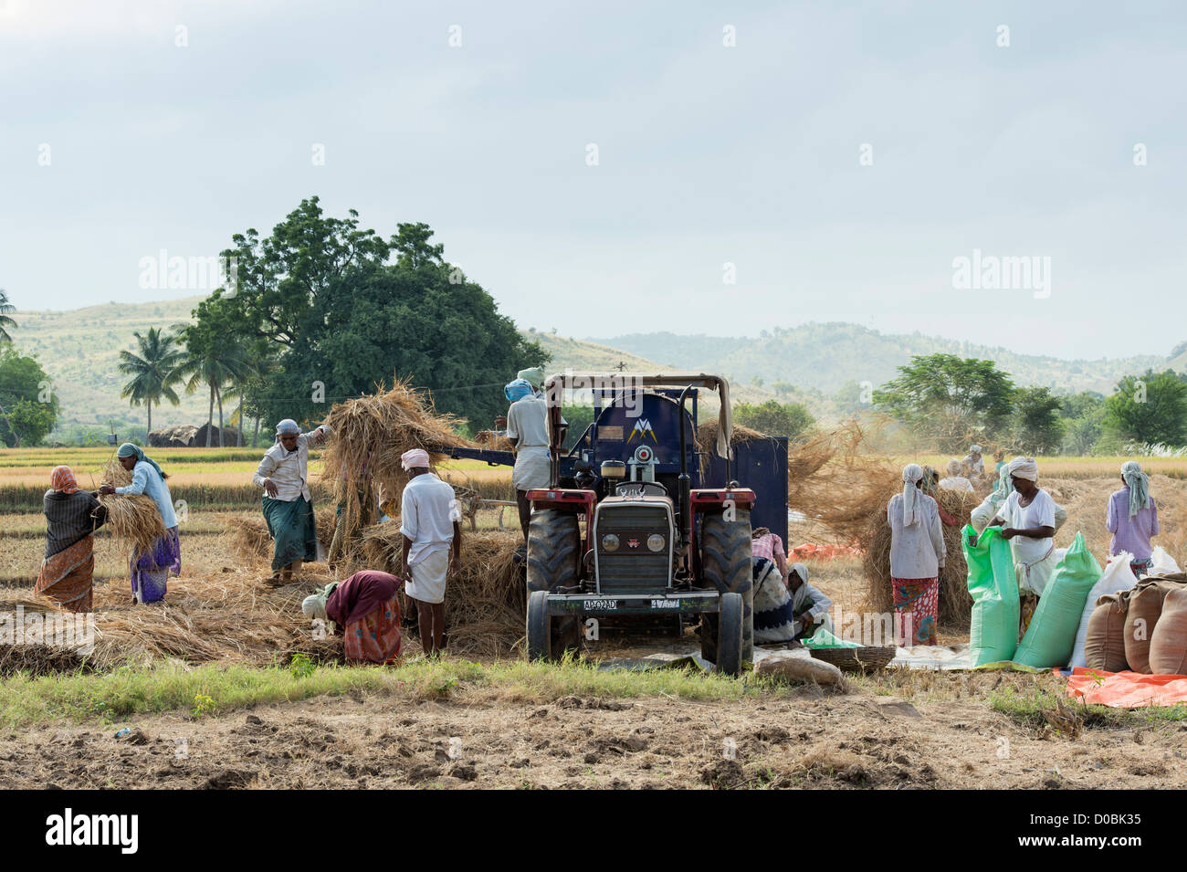 Indian farm workers harvesting the rice crop. Andhra Pradesh, India ...
