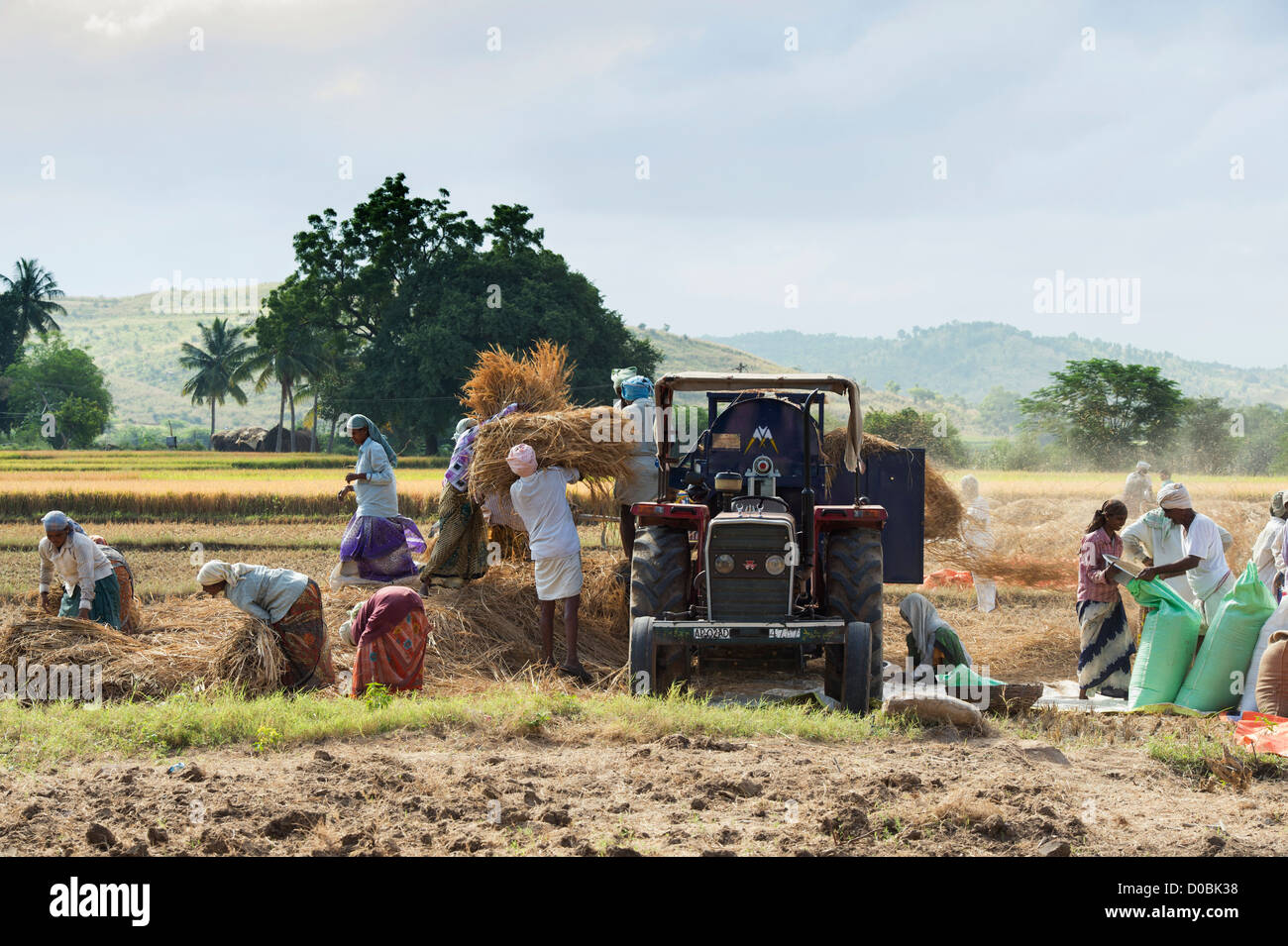 Indian farm workers harvesting the rice crop. Andhra Pradesh, India ...