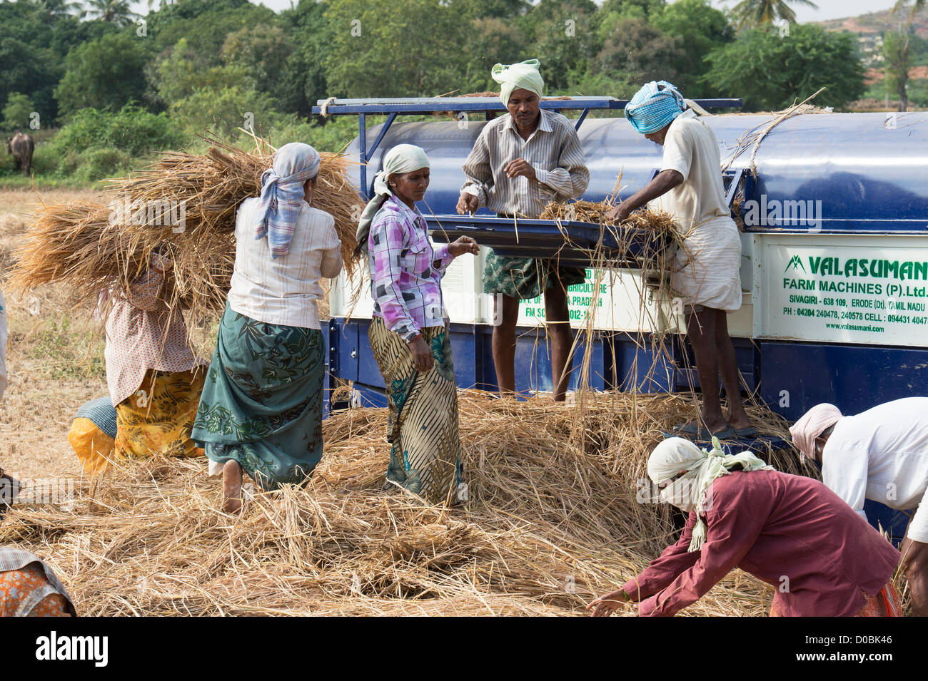 Indian farm workers harvesting the rice crop. Andhra Pradesh, India ...
