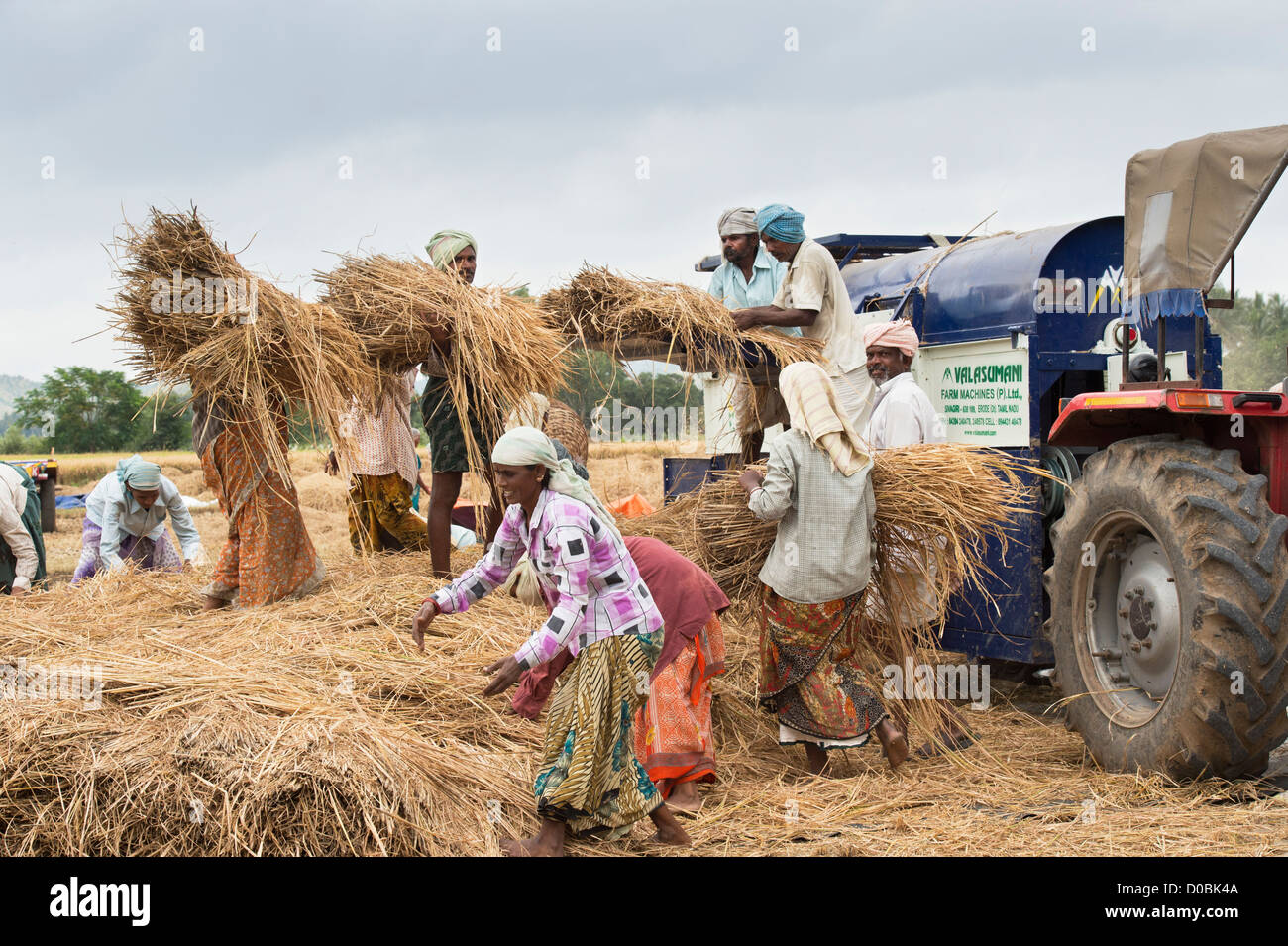 Indian farm workers harvesting the rice crop. Andhra Pradesh, India ...
