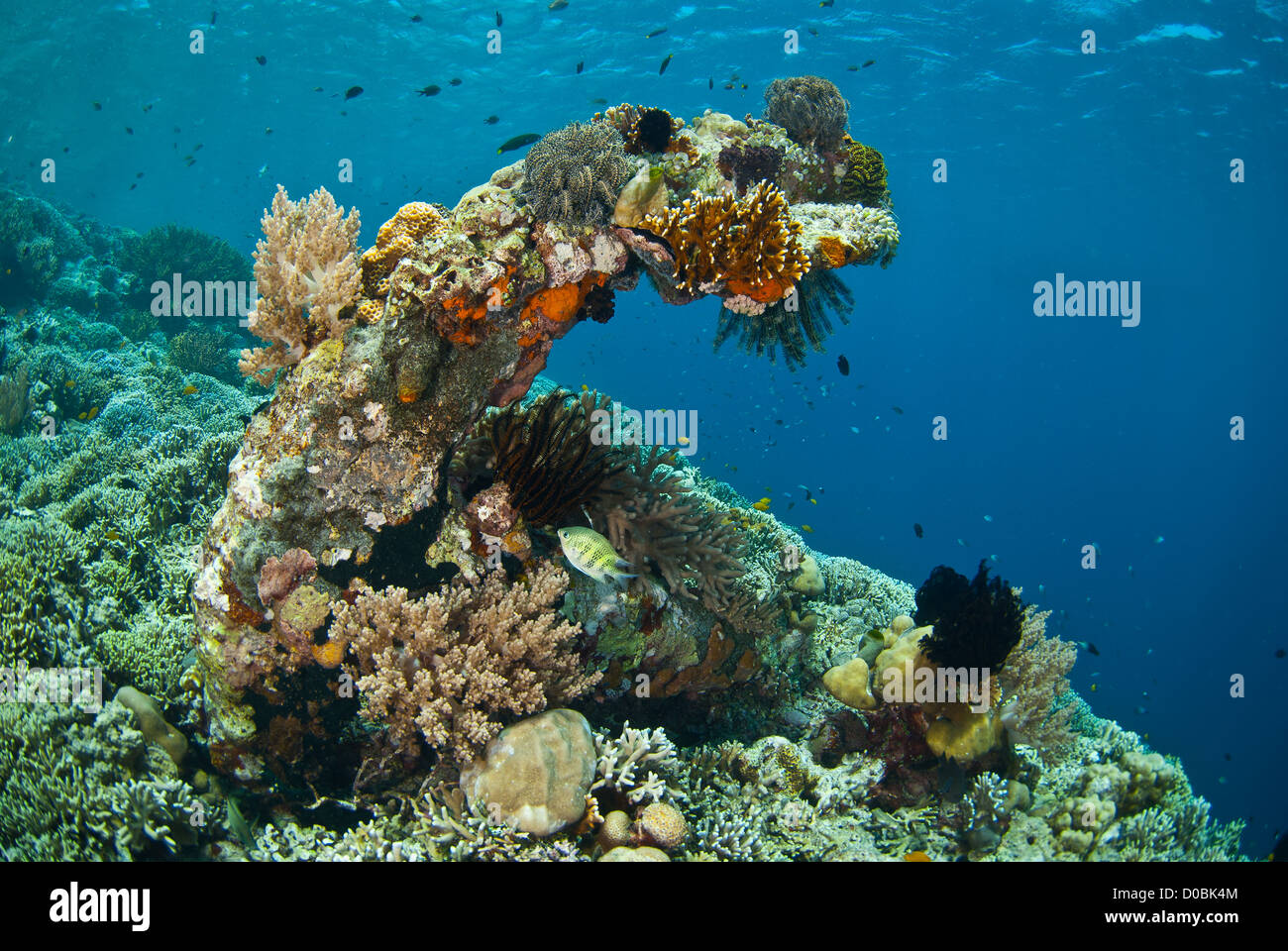 The beautiful coral reef of Menjangan island in the North West of Bali ...
