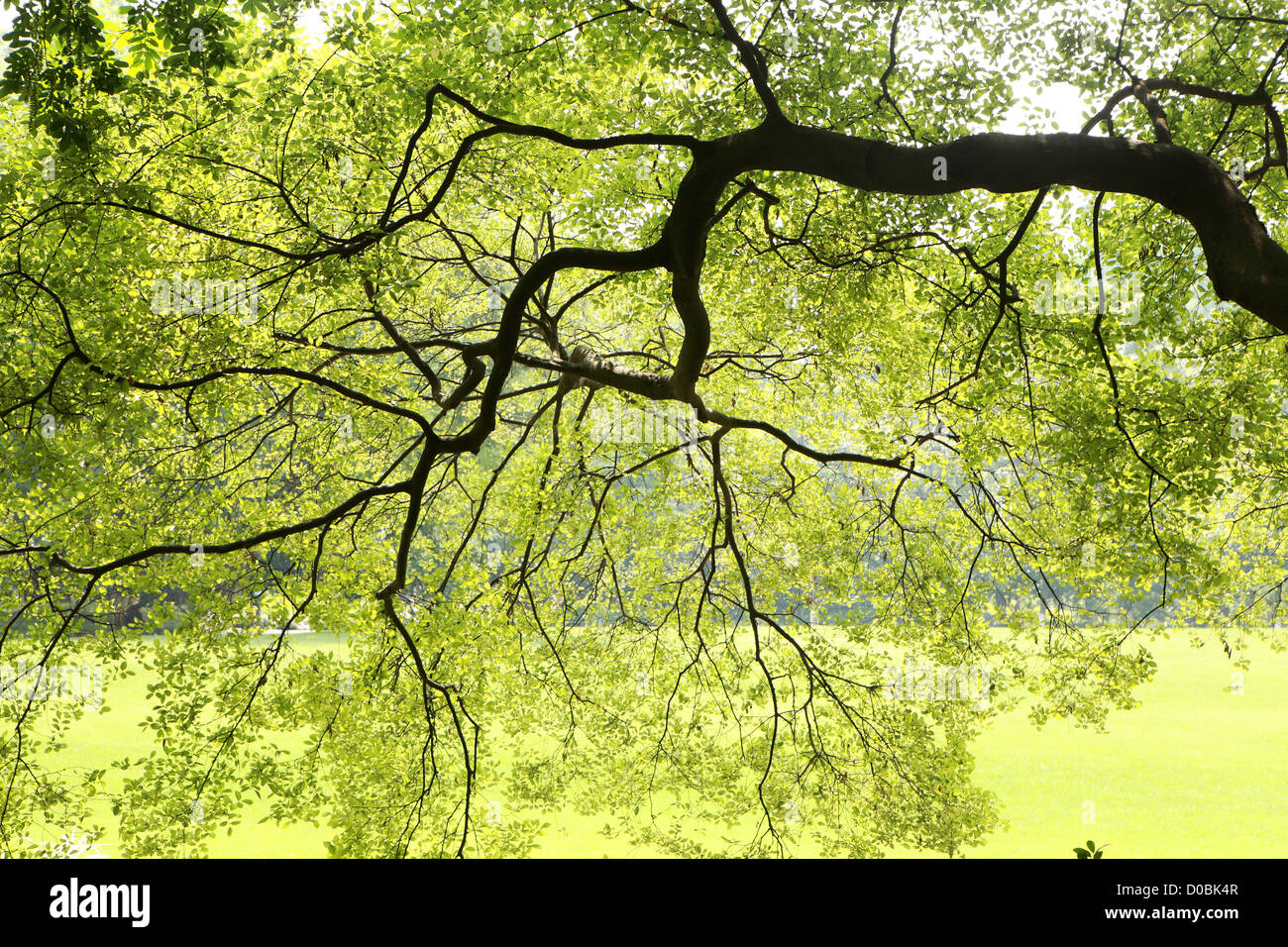 Canopy of beech hi-res stock photography and images - Alamy