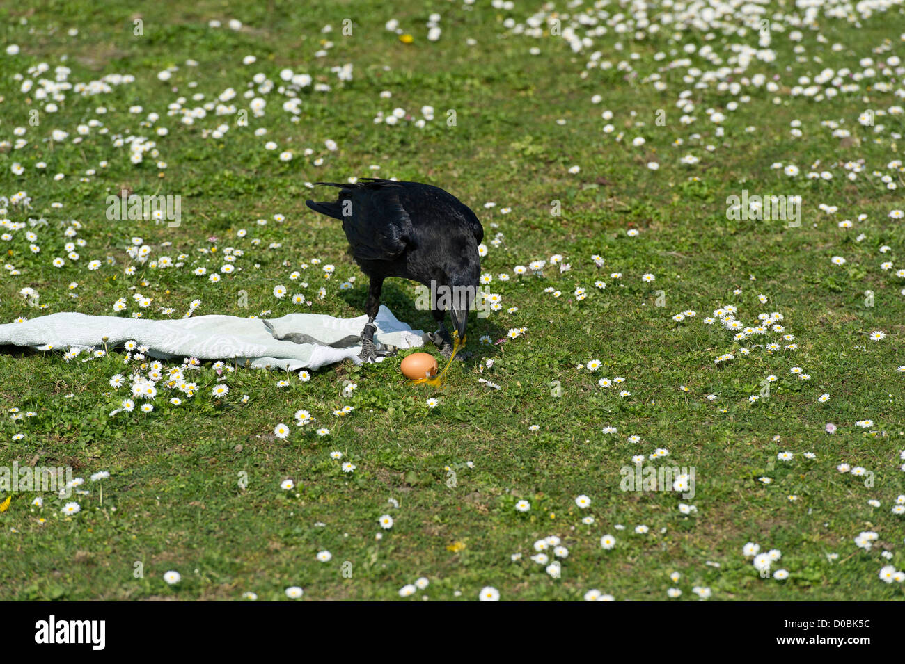 Common raven corvus corax eating hi-res stock photography and images ...