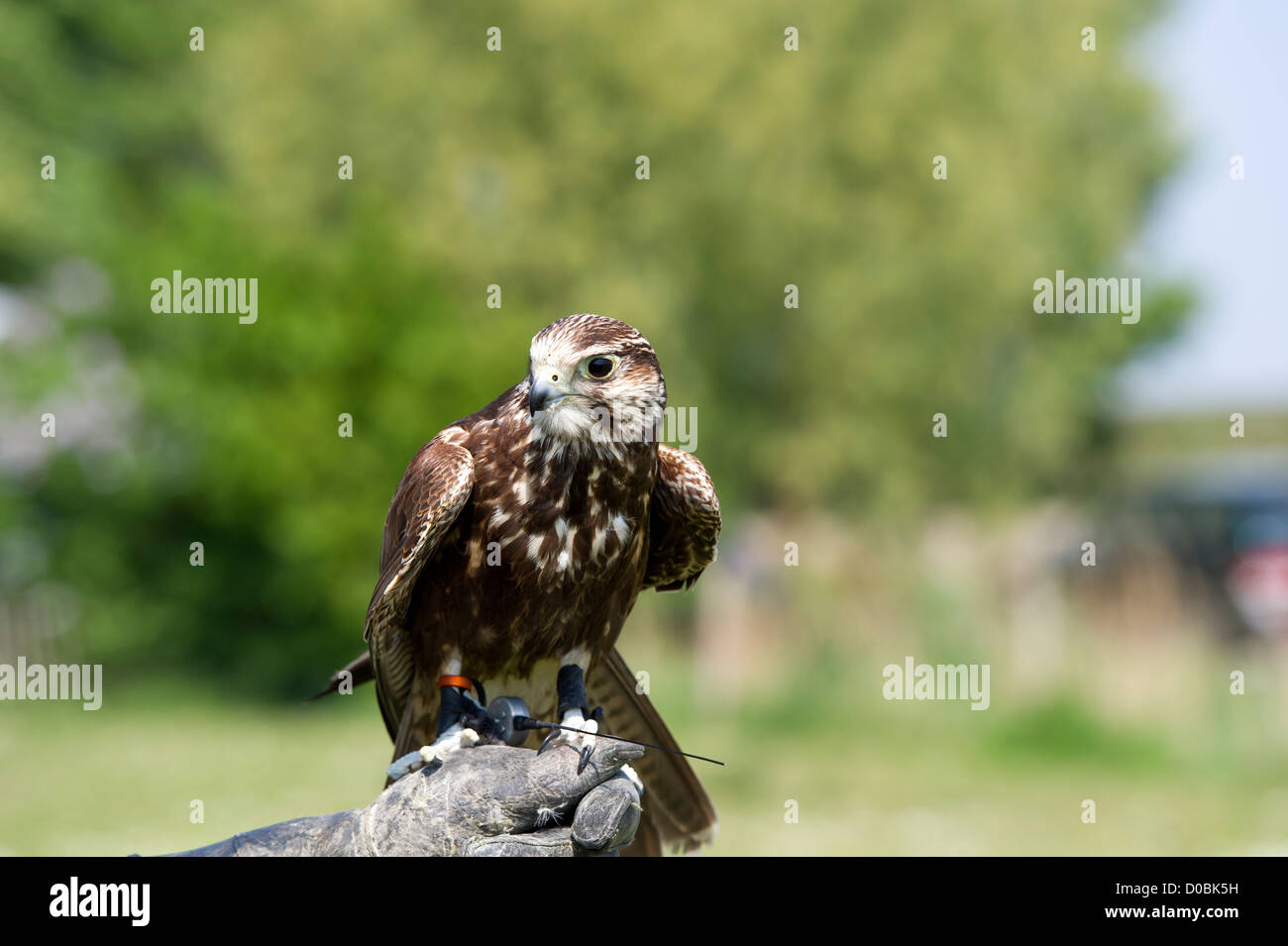 Gps tracker bird hi-res stock photography and images - Alamy