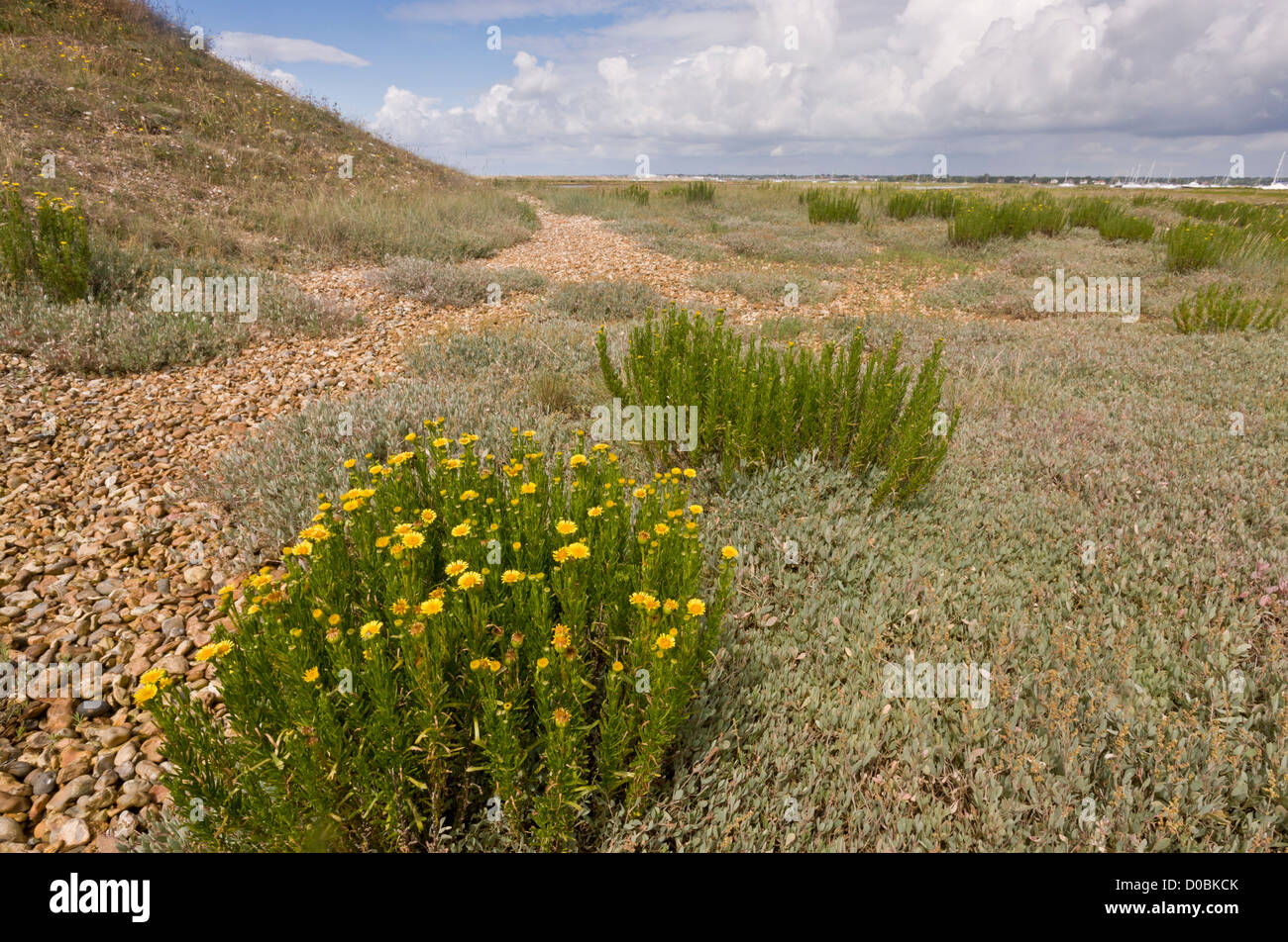 Golden-samphire (Inula crithmoides) in flower on shingle beach, Hurst ...