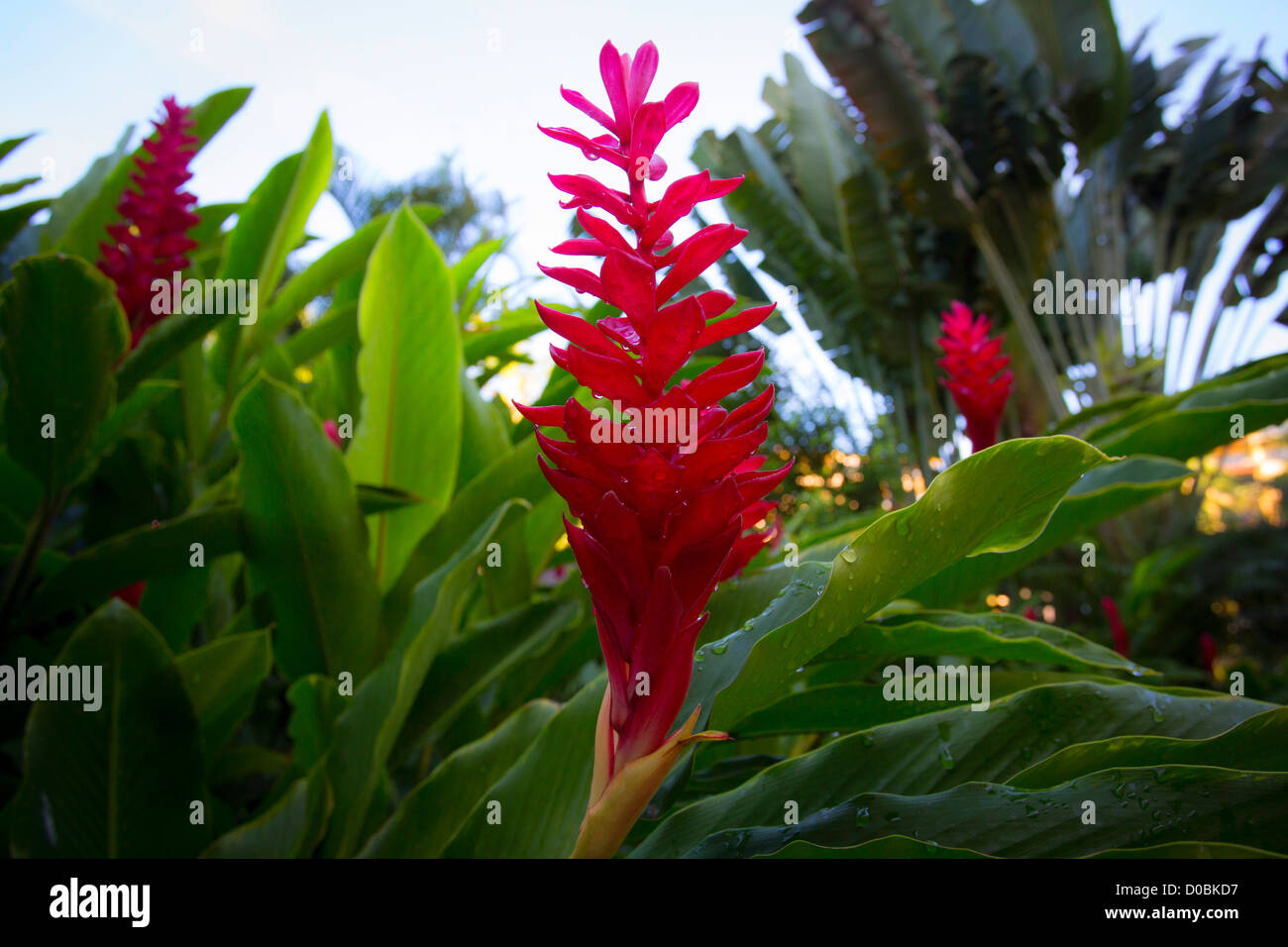 Red Ginger, Puerto Vallarta, Jalisco, Mexico Stock Photo - Alamy
