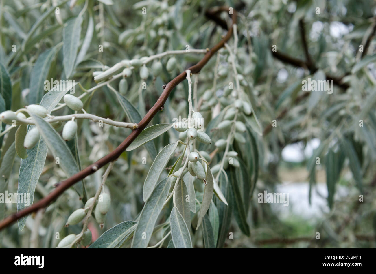 olive tree nature vegetation natural Stock Photo - Alamy