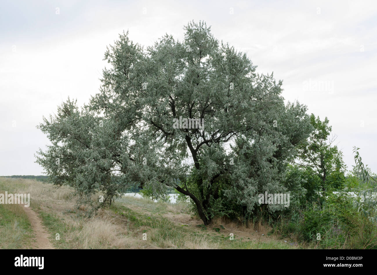 olive tree nature vegetation natural Stock Photo - Alamy