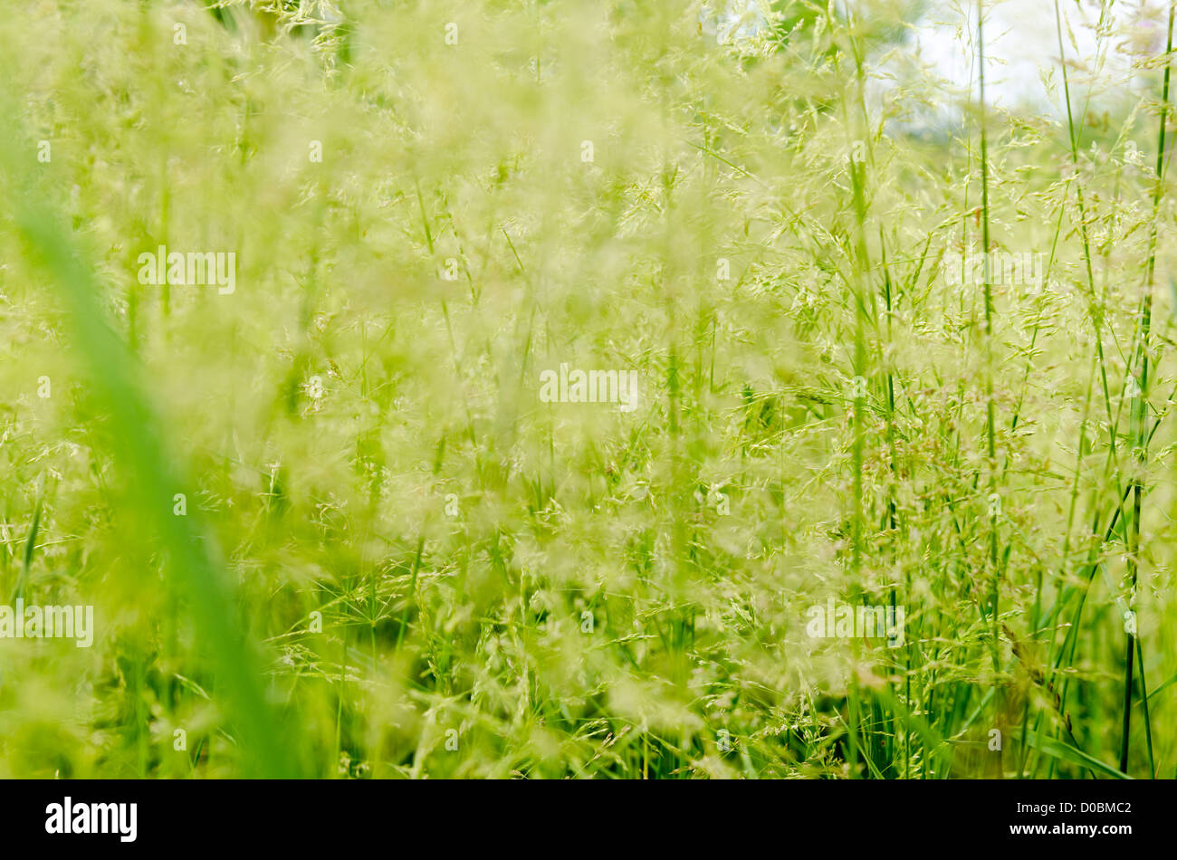 [depth of field] low nature closeup green shallow Stock Photo - Alamy