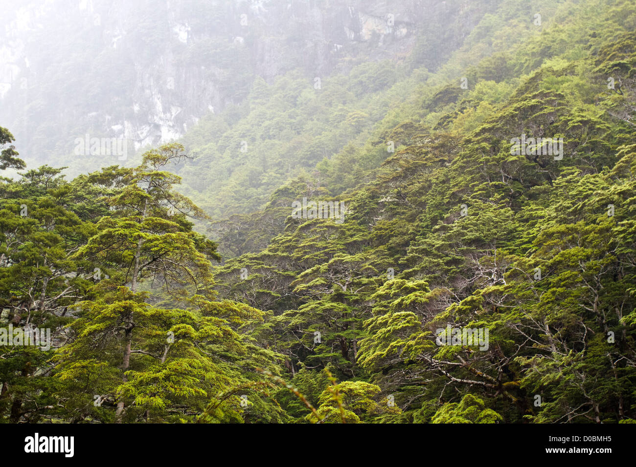 Light drizzle in a forested valley on the Routeburn Track, in Mount ...