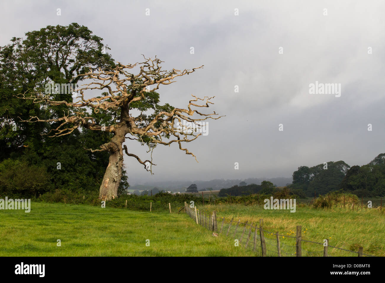 A dead ash tree Stock Photo - Alamy
