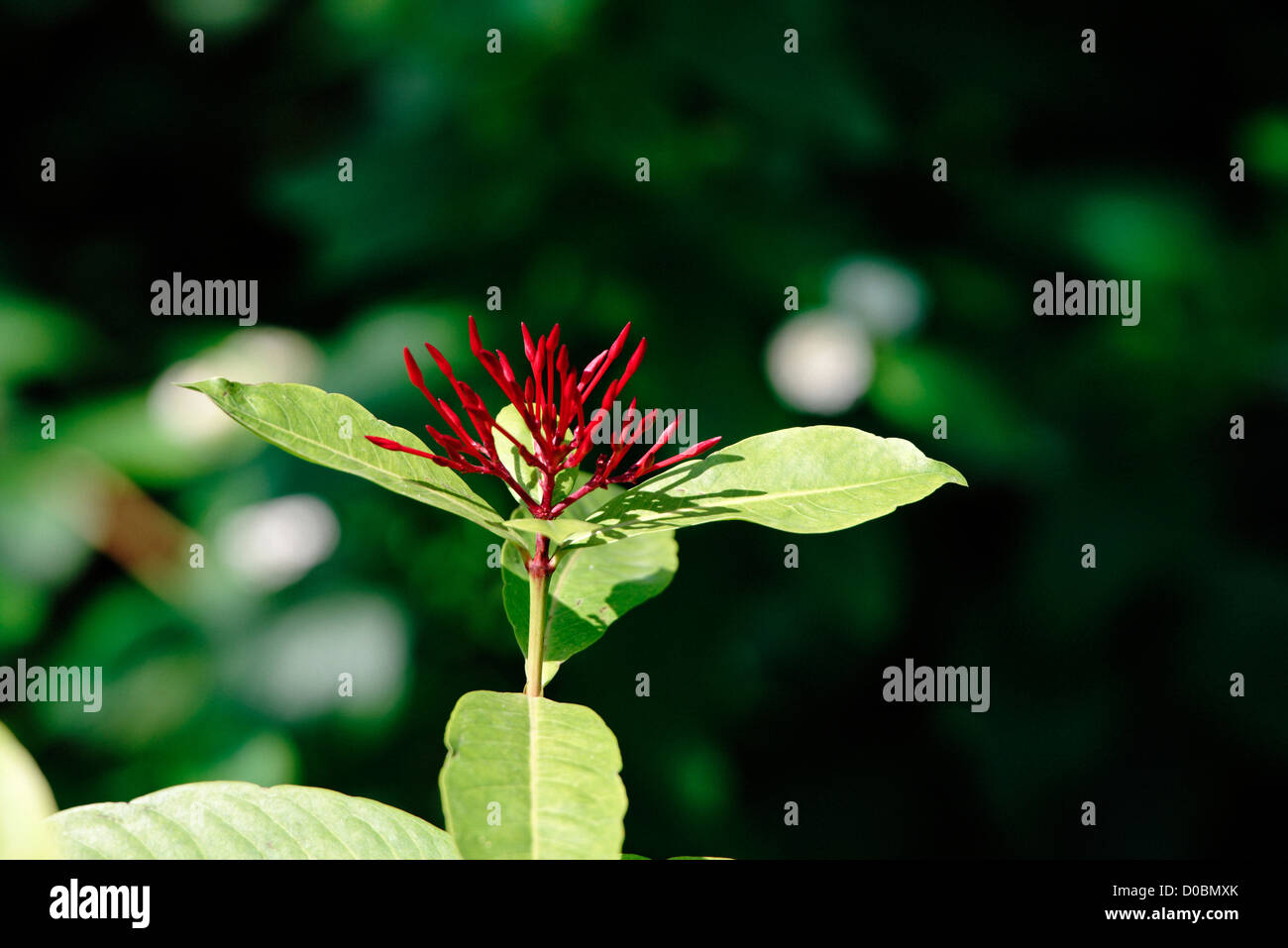 Ixora coccinea, Jungle Geranium, Plant with thin bright red stamen and ...