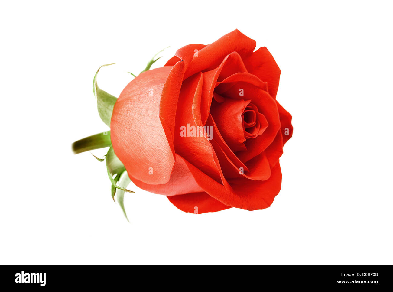 Red rose on romantic Cut Out Stock Images & Pictures - Alamy