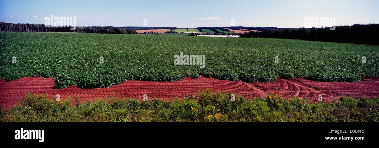 Potato Field at Lower Newton, PEI, Prince Edward Island, Canada ...