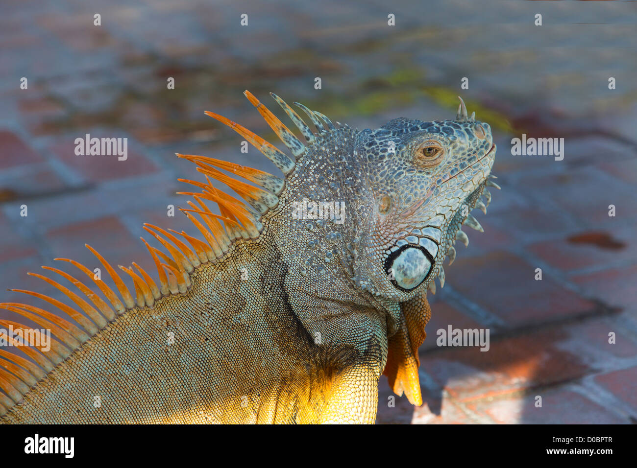 Mexico iguana lizard hi-res stock photography and images - Alamy
